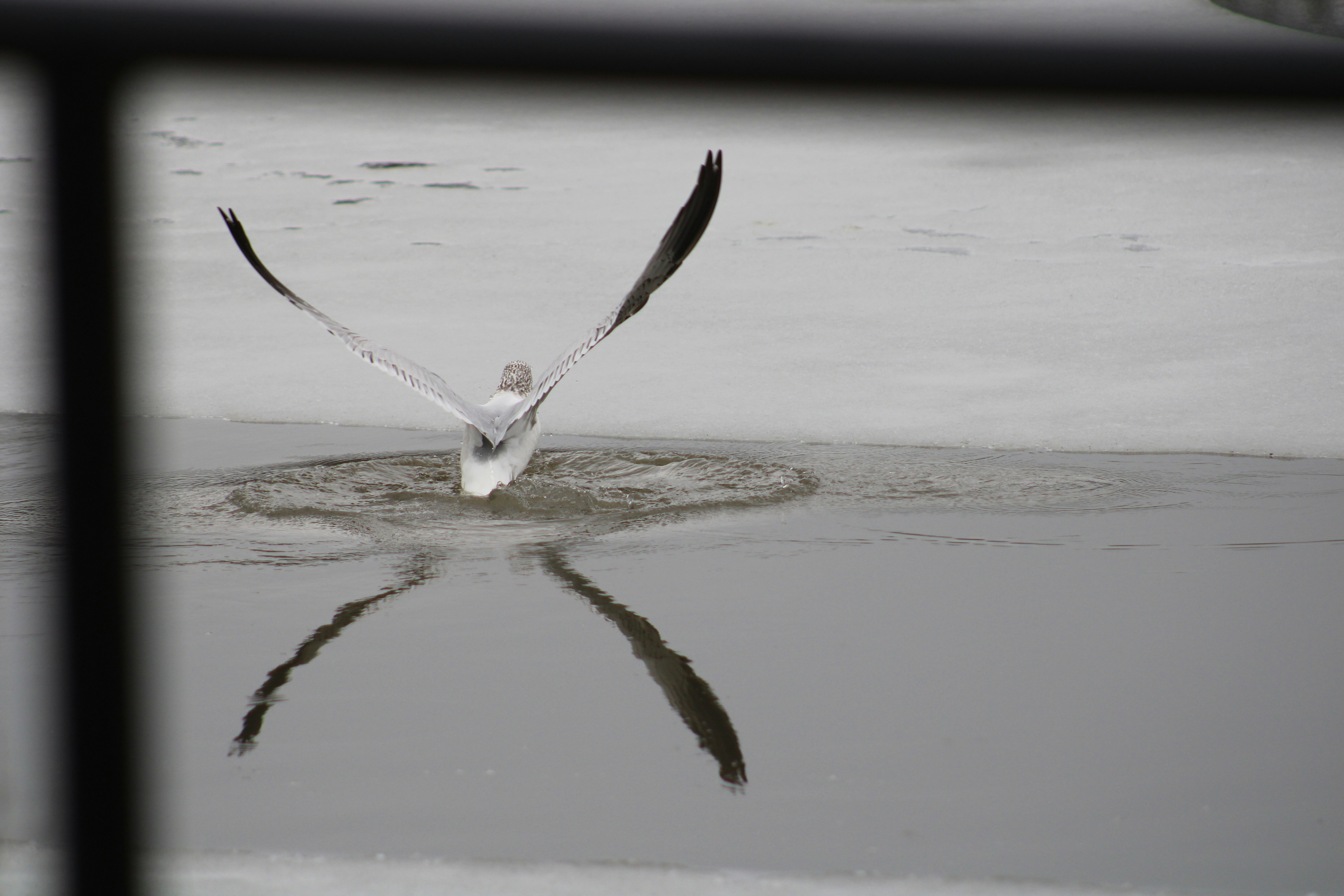 a seagull flying over a body of water