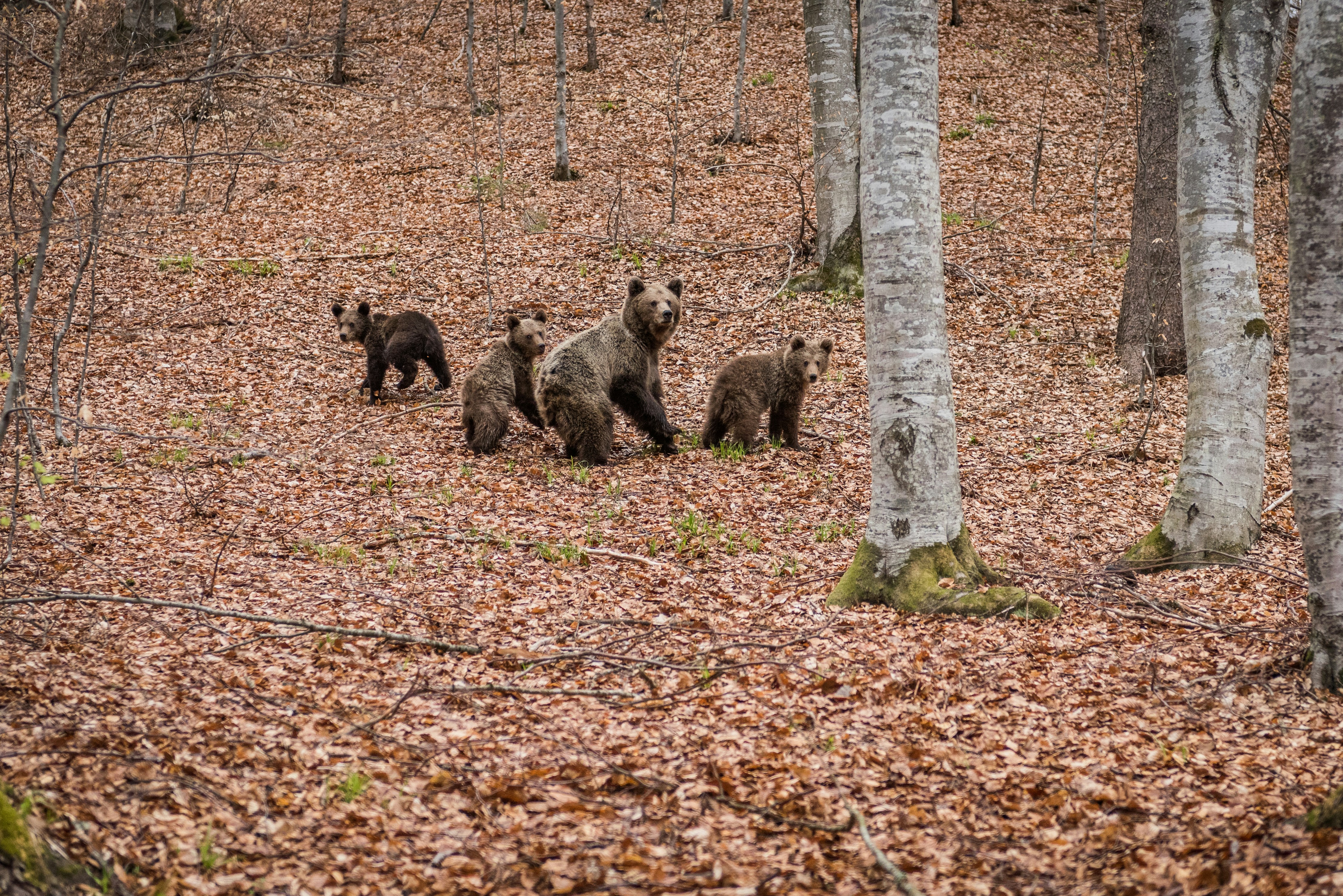 Bear Family Assembly in a Quiet Autumn Forest