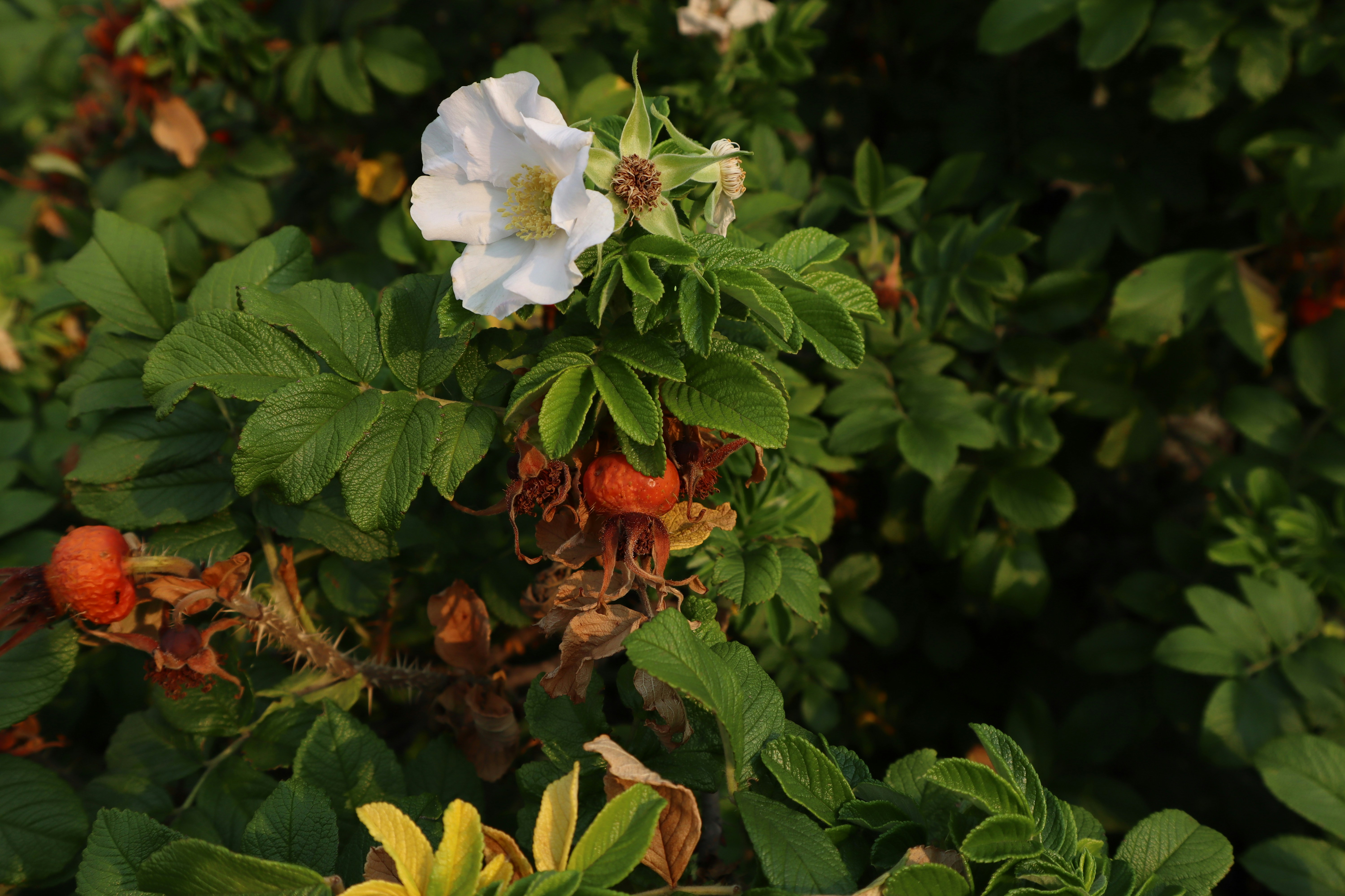 White Bloom Among Emerald Threads