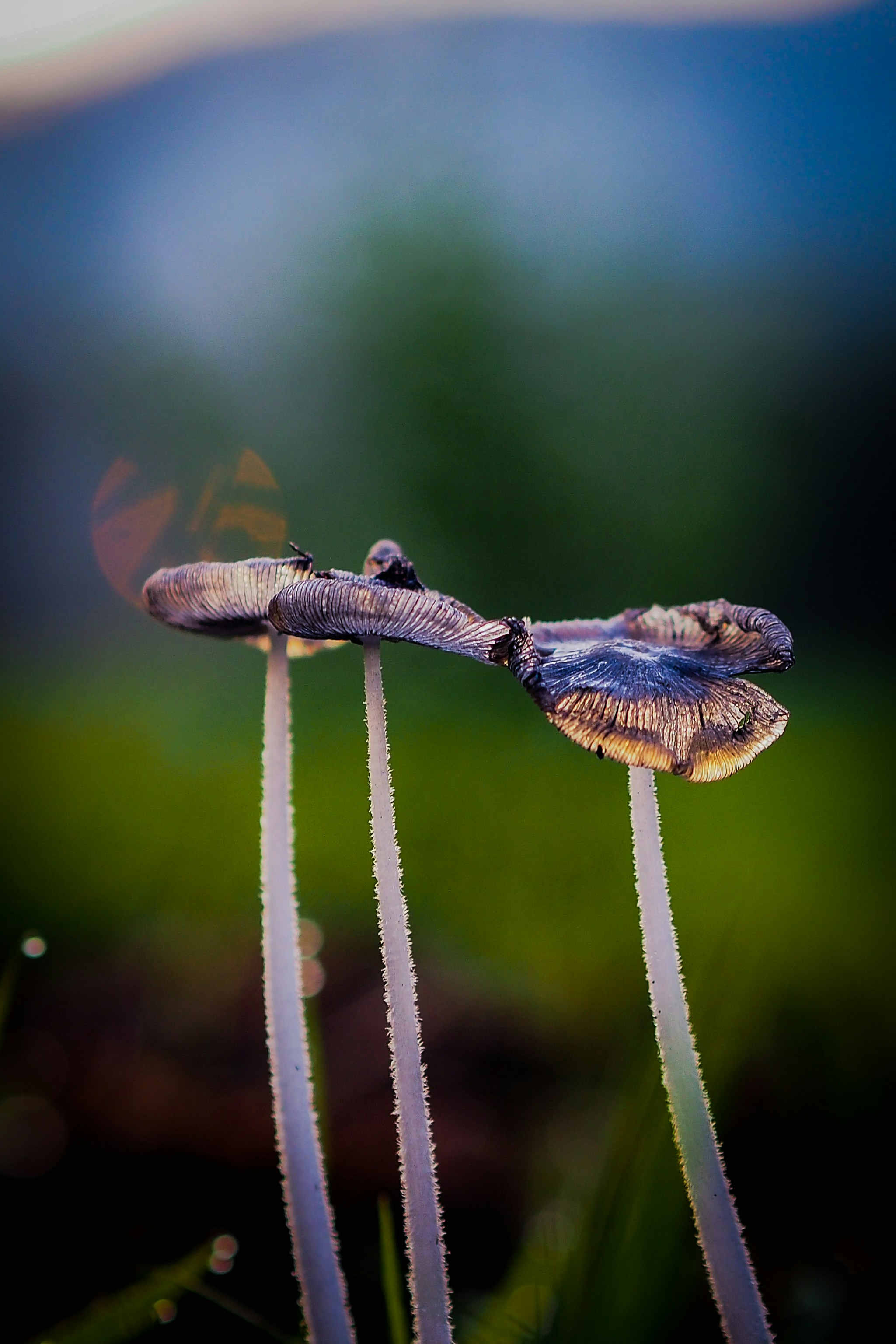 Mushroom Choir: Delicate Caps Reach Toward Morning Light