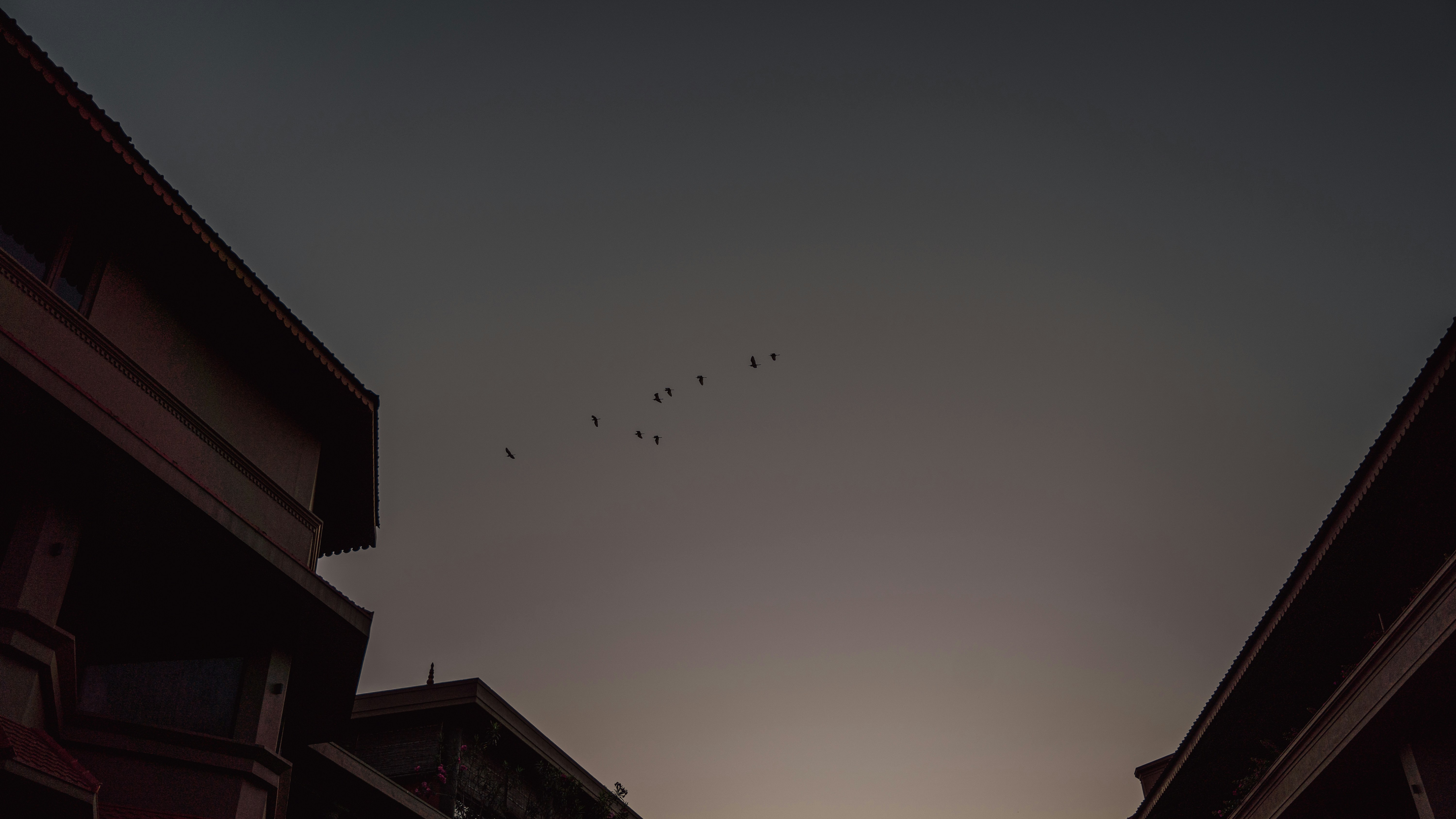 a group of birds flying in the sky