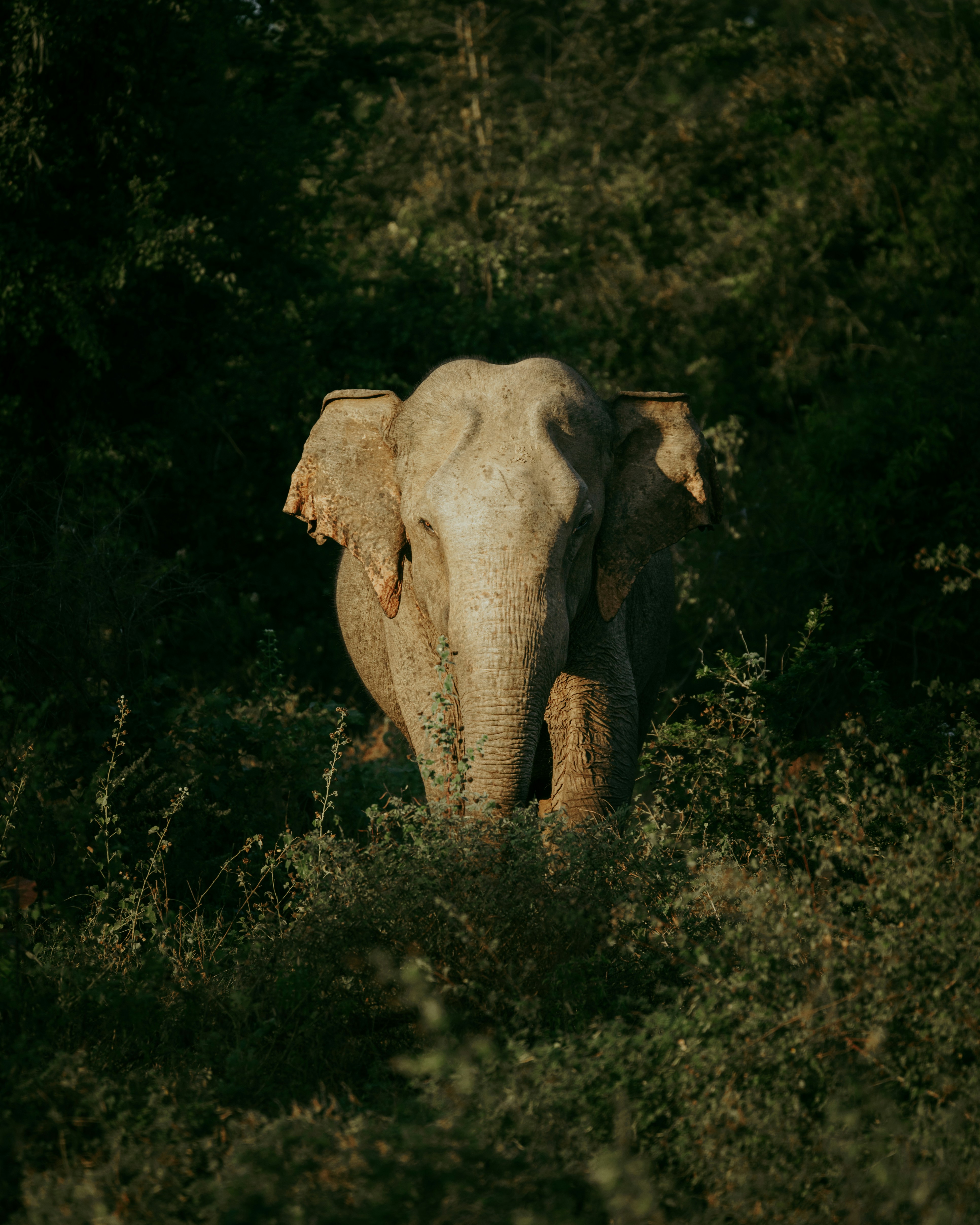 An elephant stands amidst dense foliage, embodying the tranquility of its natural habitat.