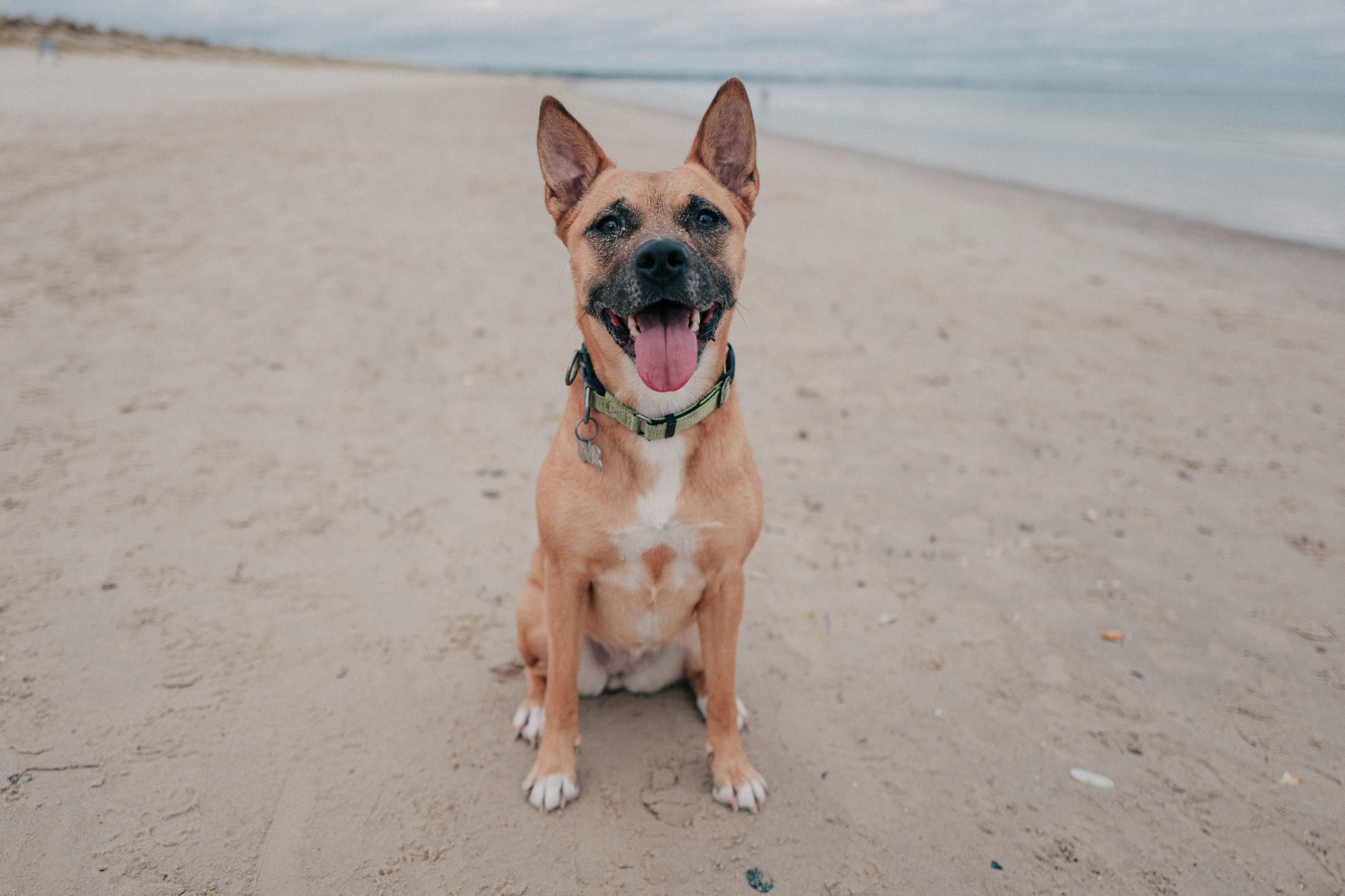 Bilder zum Thema Hund Am Strand | Kostenlose Bilder auf Unsplash ...