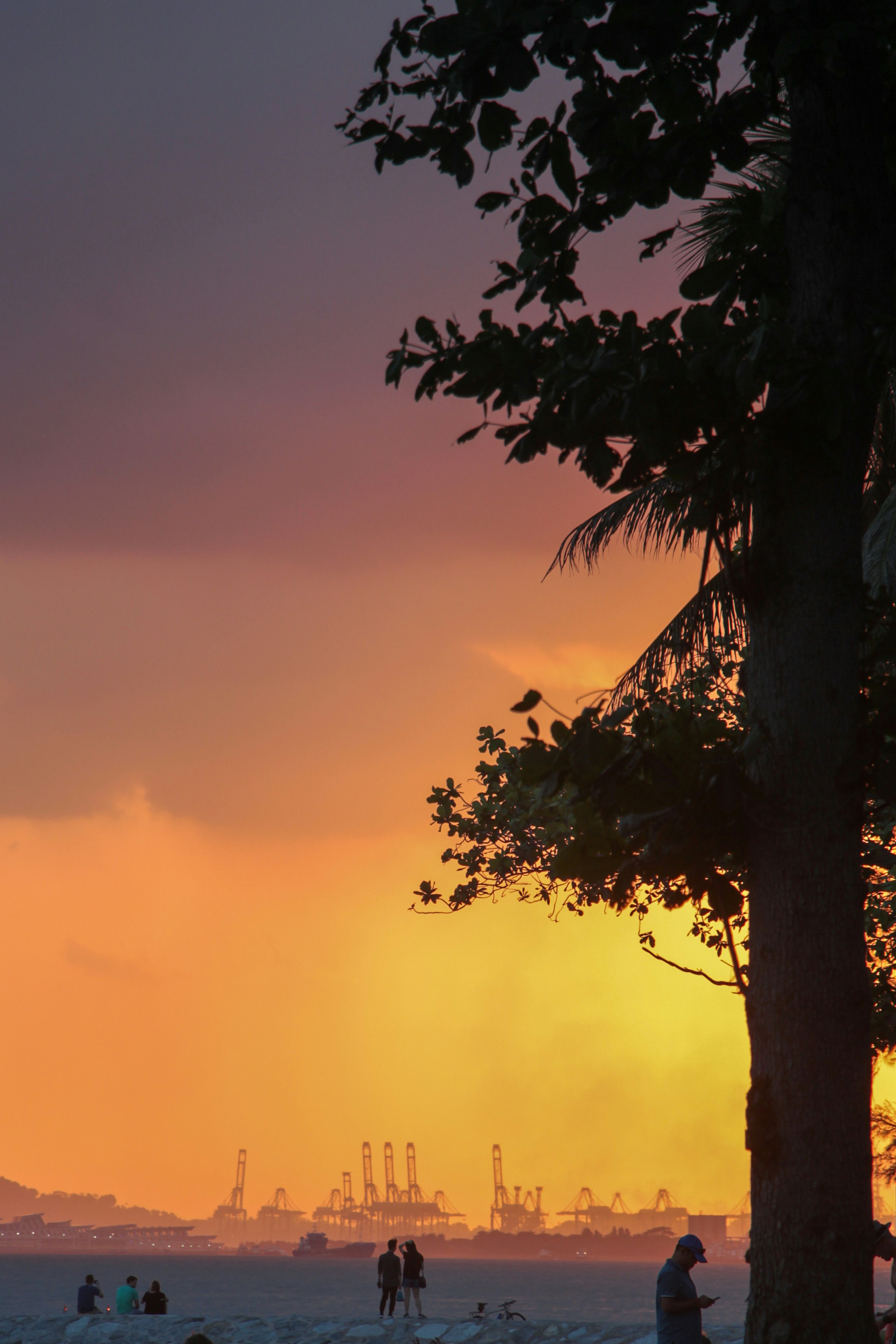 Dusk at the Harbor: Silhouettes, Cranes and a Tree Framing the Scene