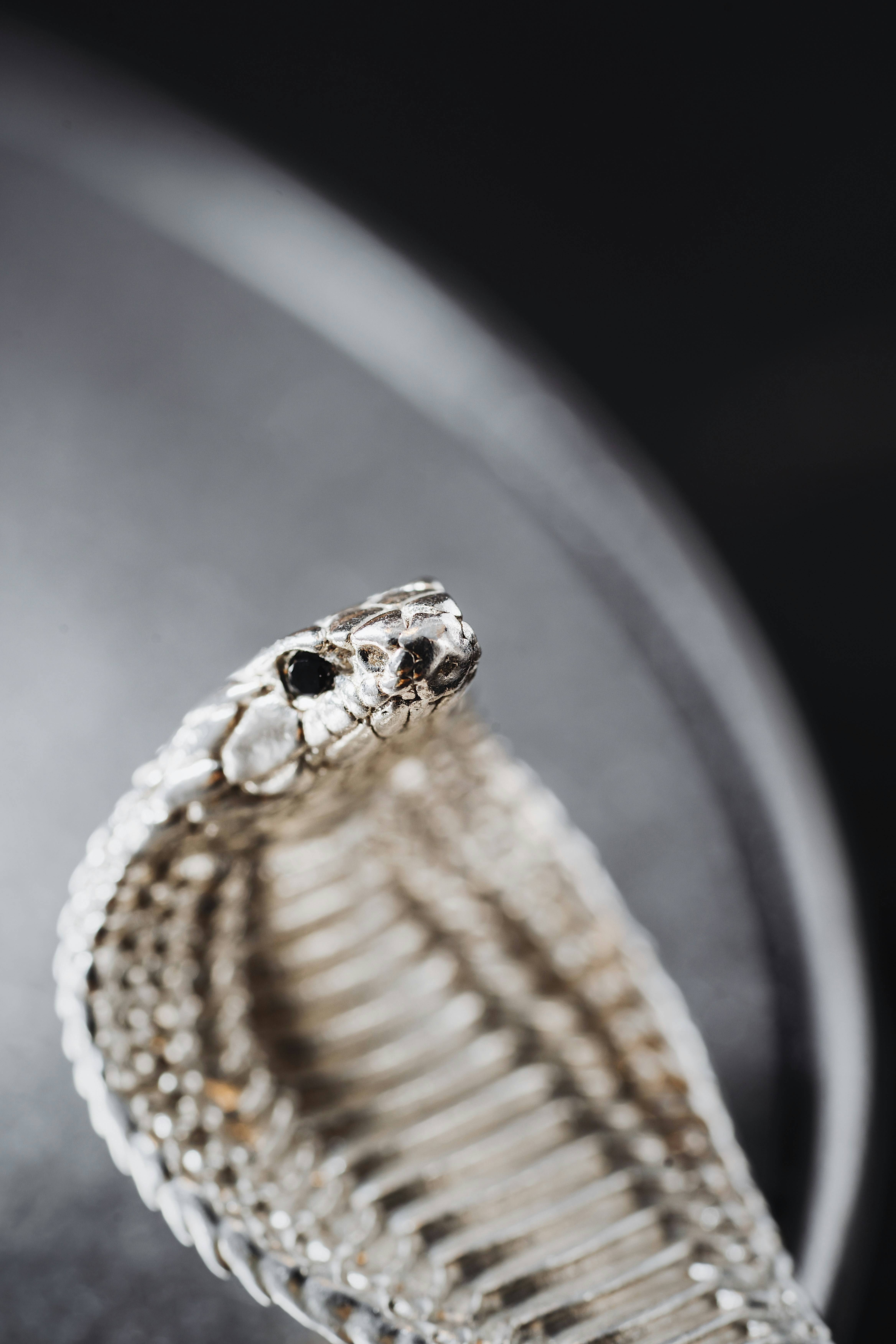 Gaze at the Edge: Macro Portrait of a Snake's Head Against a Curved, Shadowed Backdrop