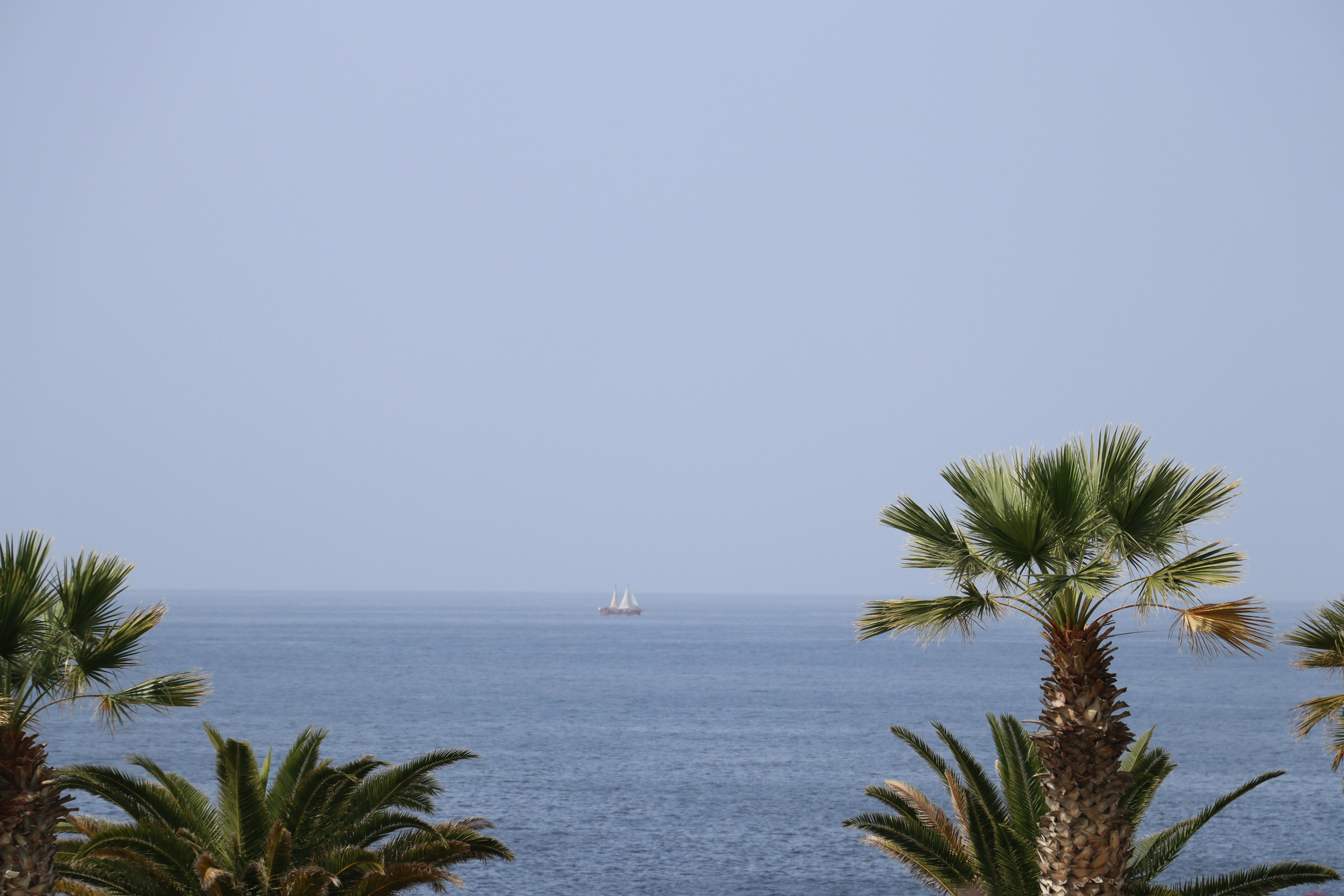 Horizon Sail Beyond the Palm-Fringed Shore