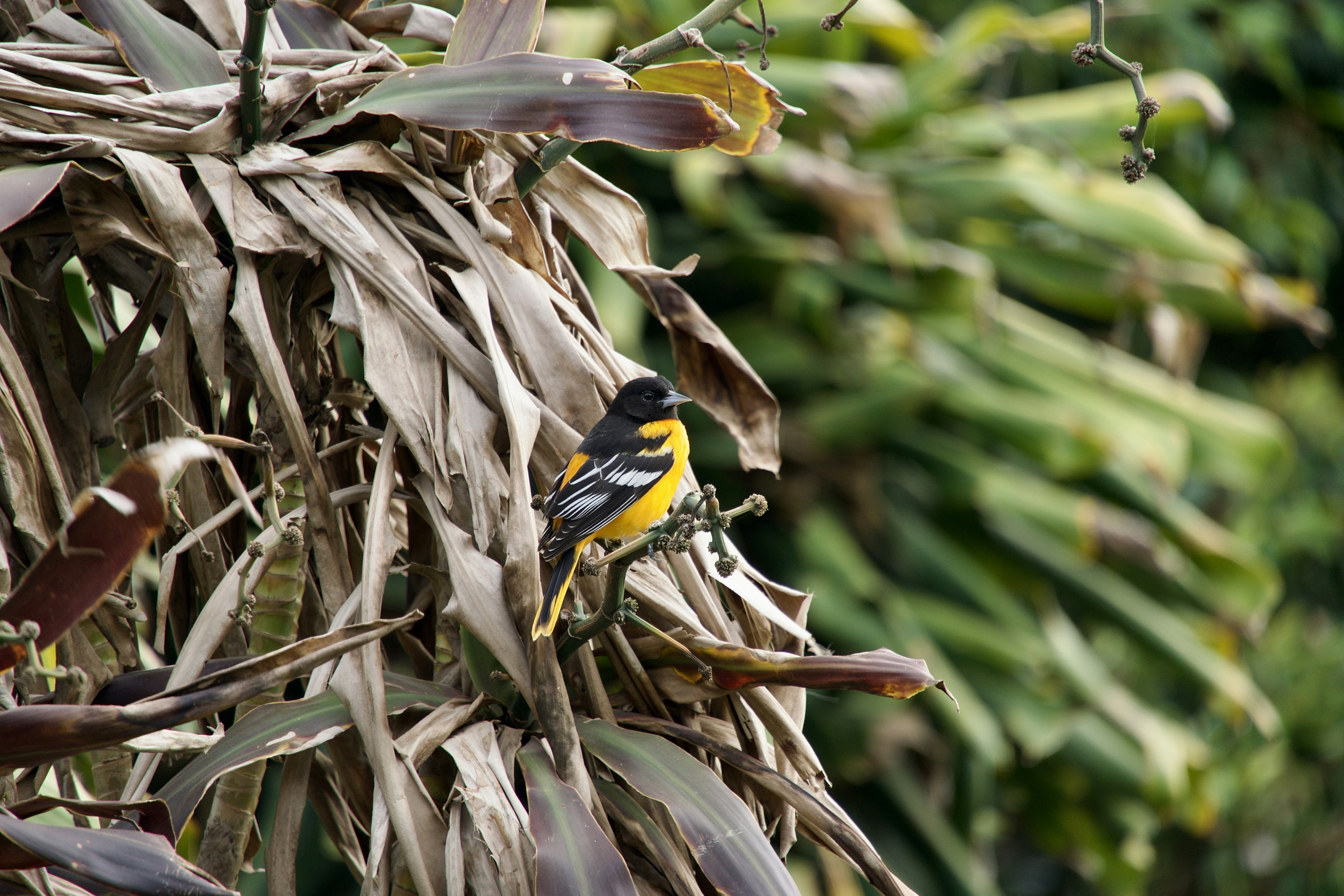 A Bold Yellow-Black Songbird Perches Among Withered Tangerine Leaves