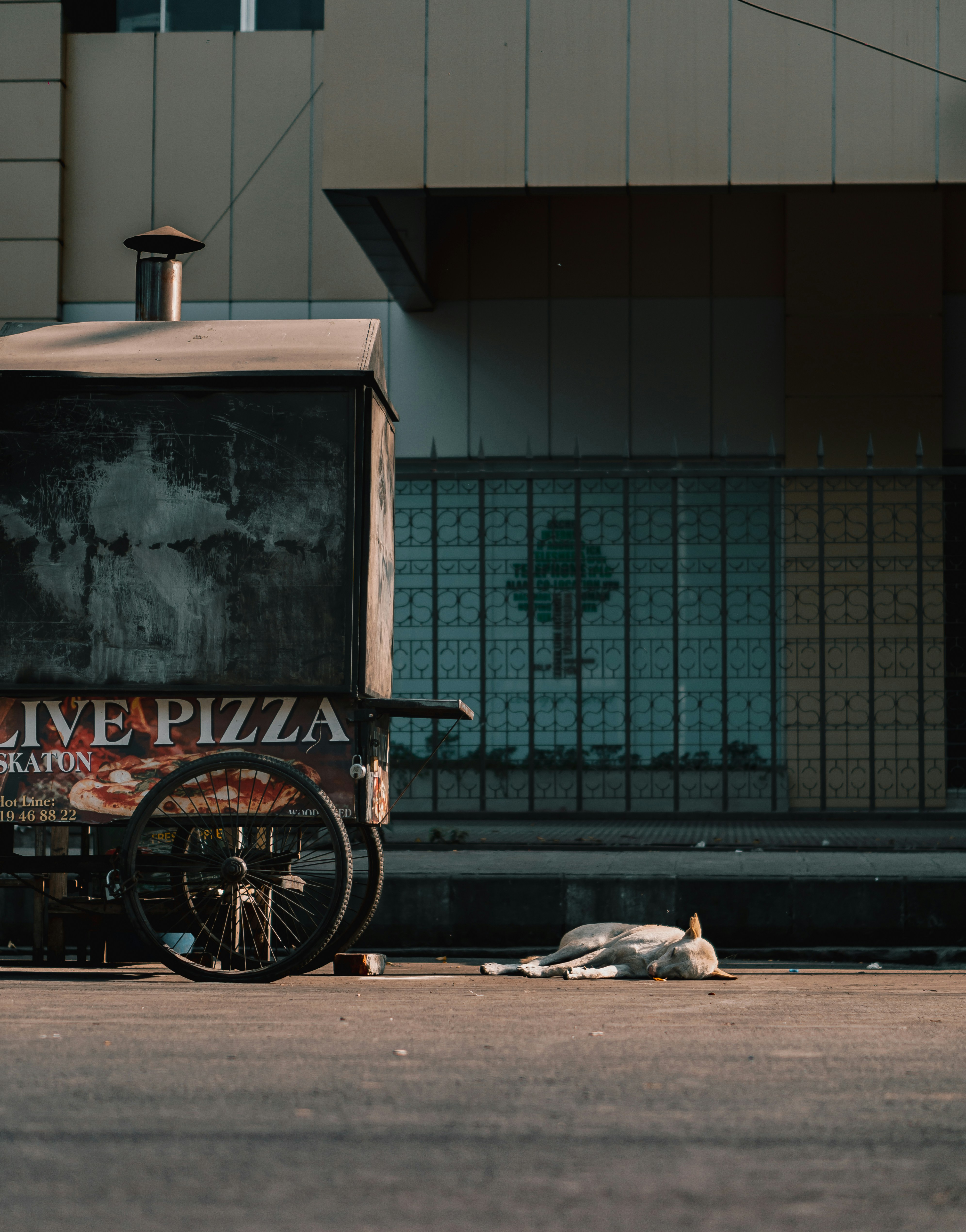 Dusk by the Pizza Cart: A Stray Cat's Quiet Pause