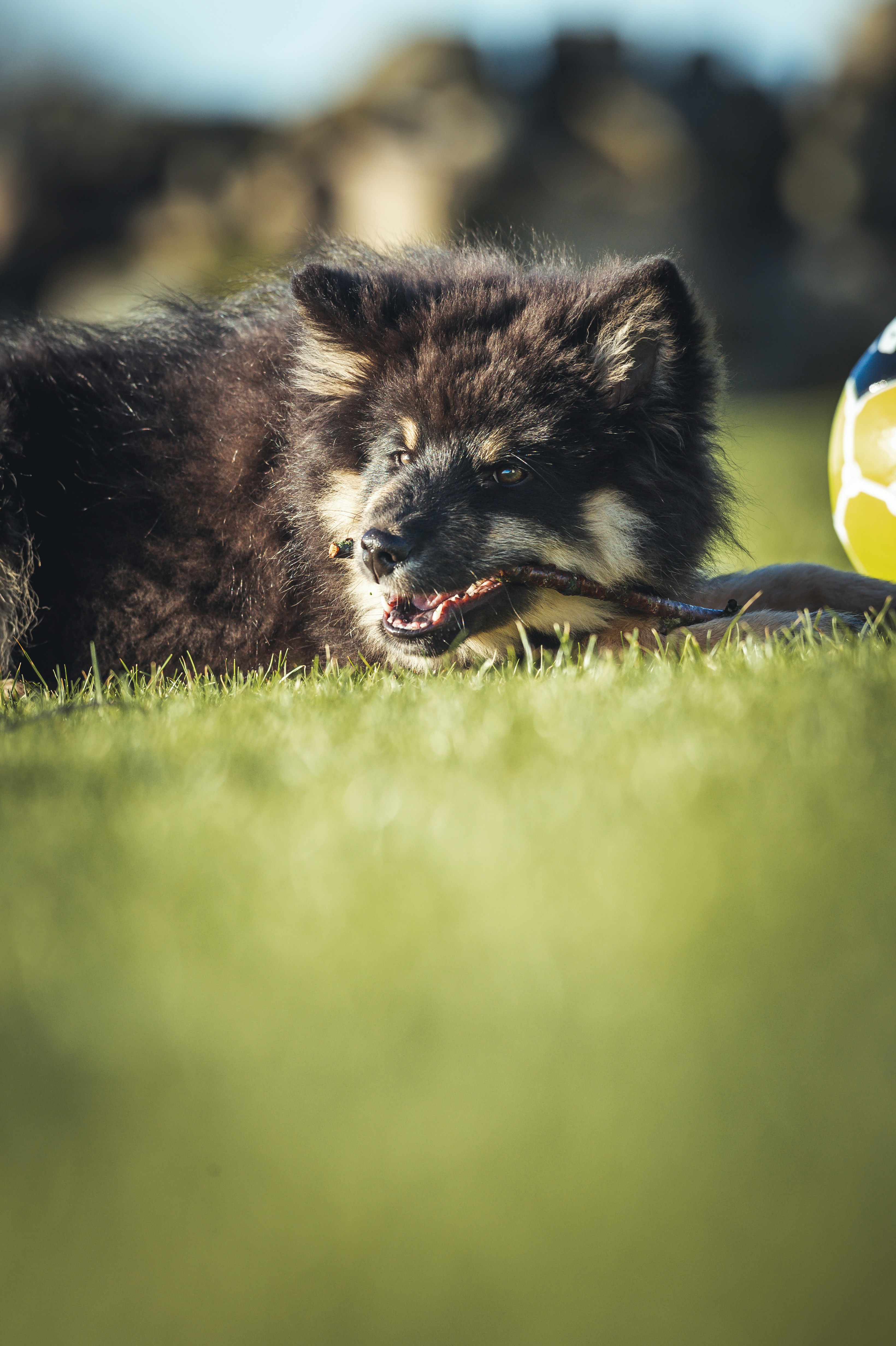 Sunlit Lull on the Lawn: A Fluffy Black‑and‑Tan Pup and a Ball