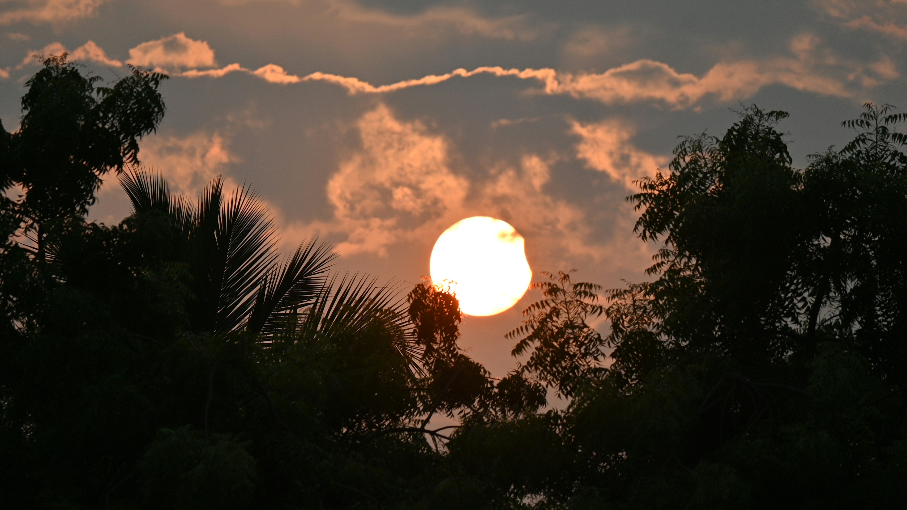 Partial solar eclipse framed by silhouetted trees against a sunset sky.