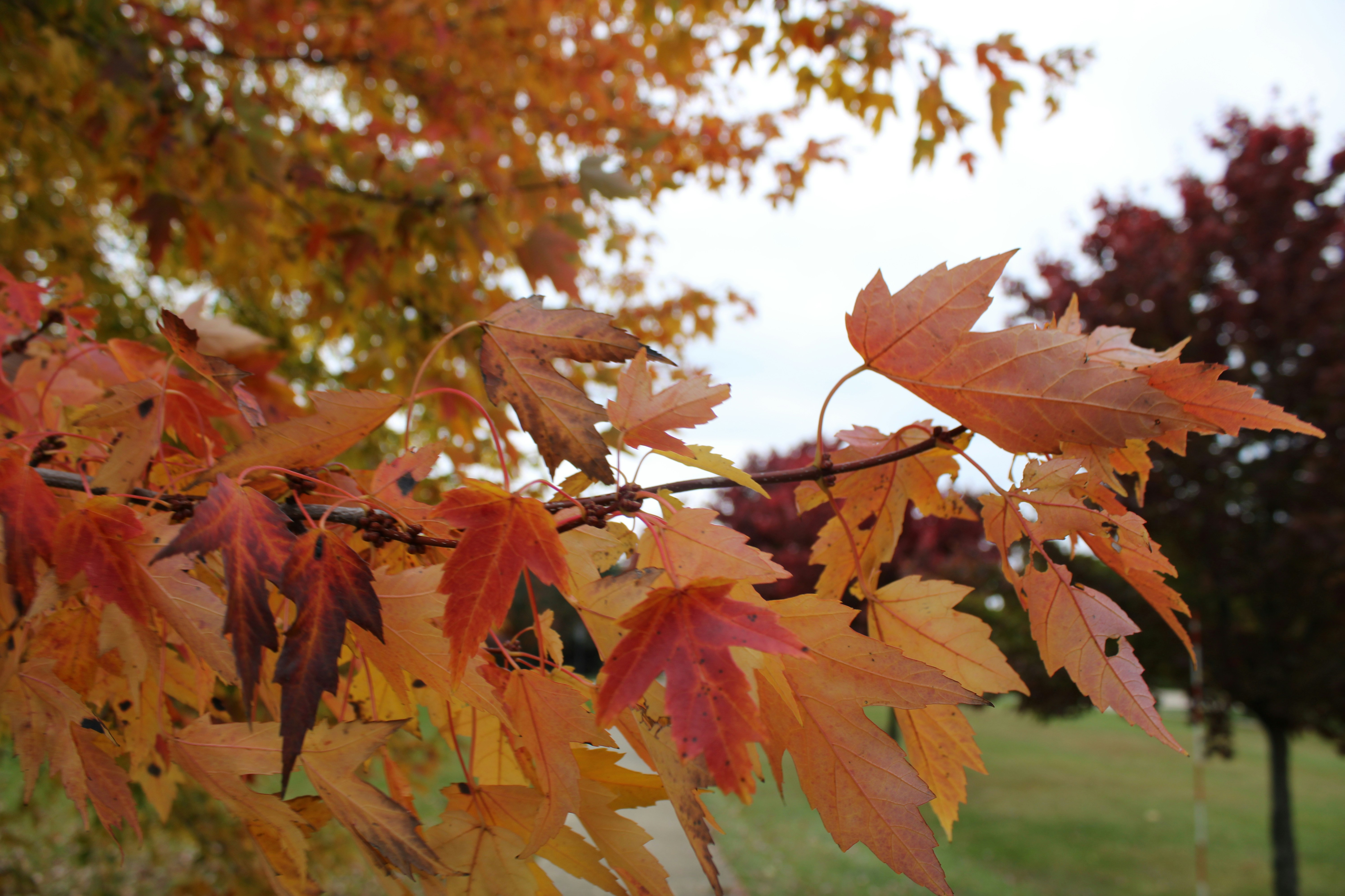 Une branche d’arbre aux feuilles rouges et jaunes photo – Image ...