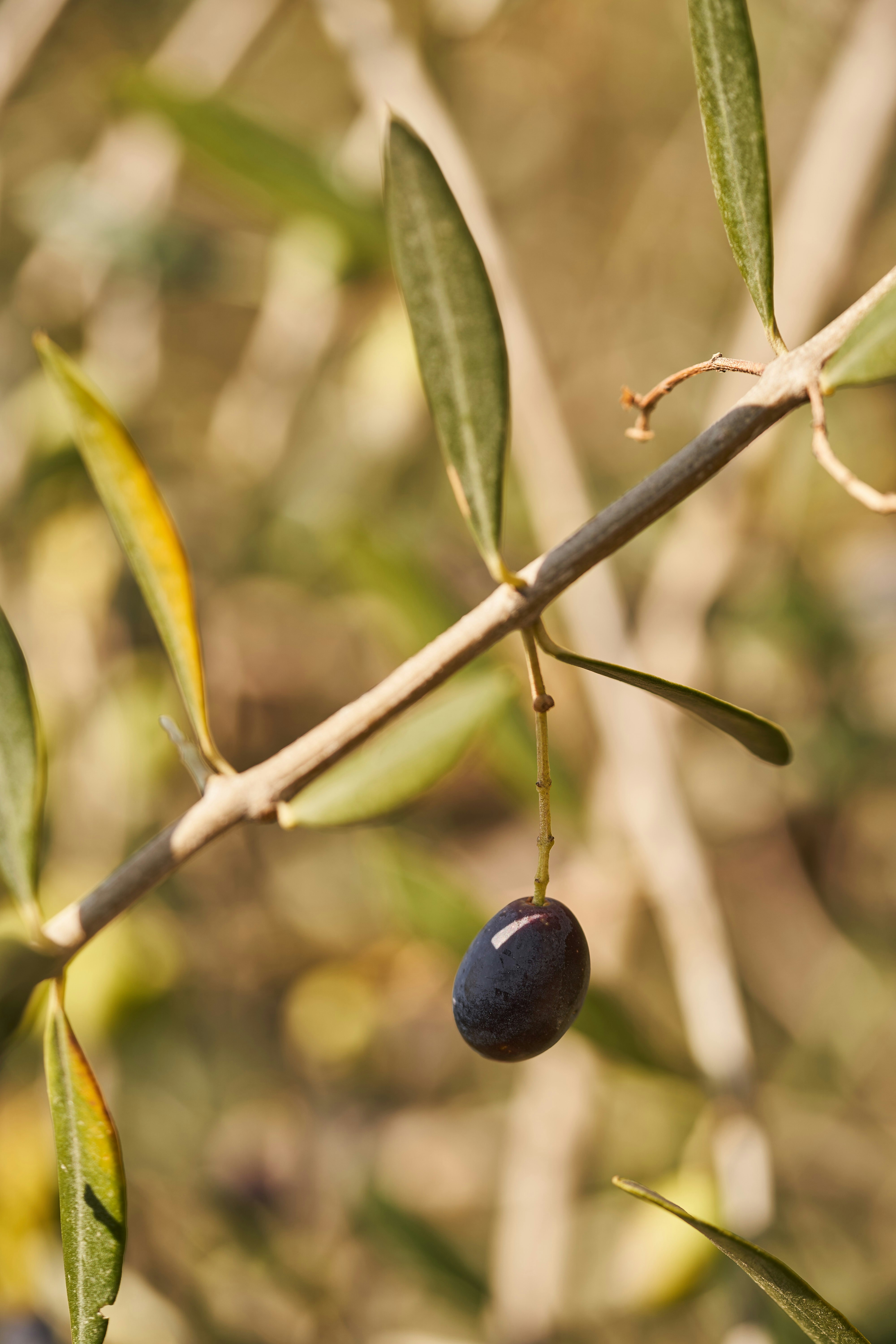 An olive tree branch with a single olive on it photo – Free Leaf Image ...