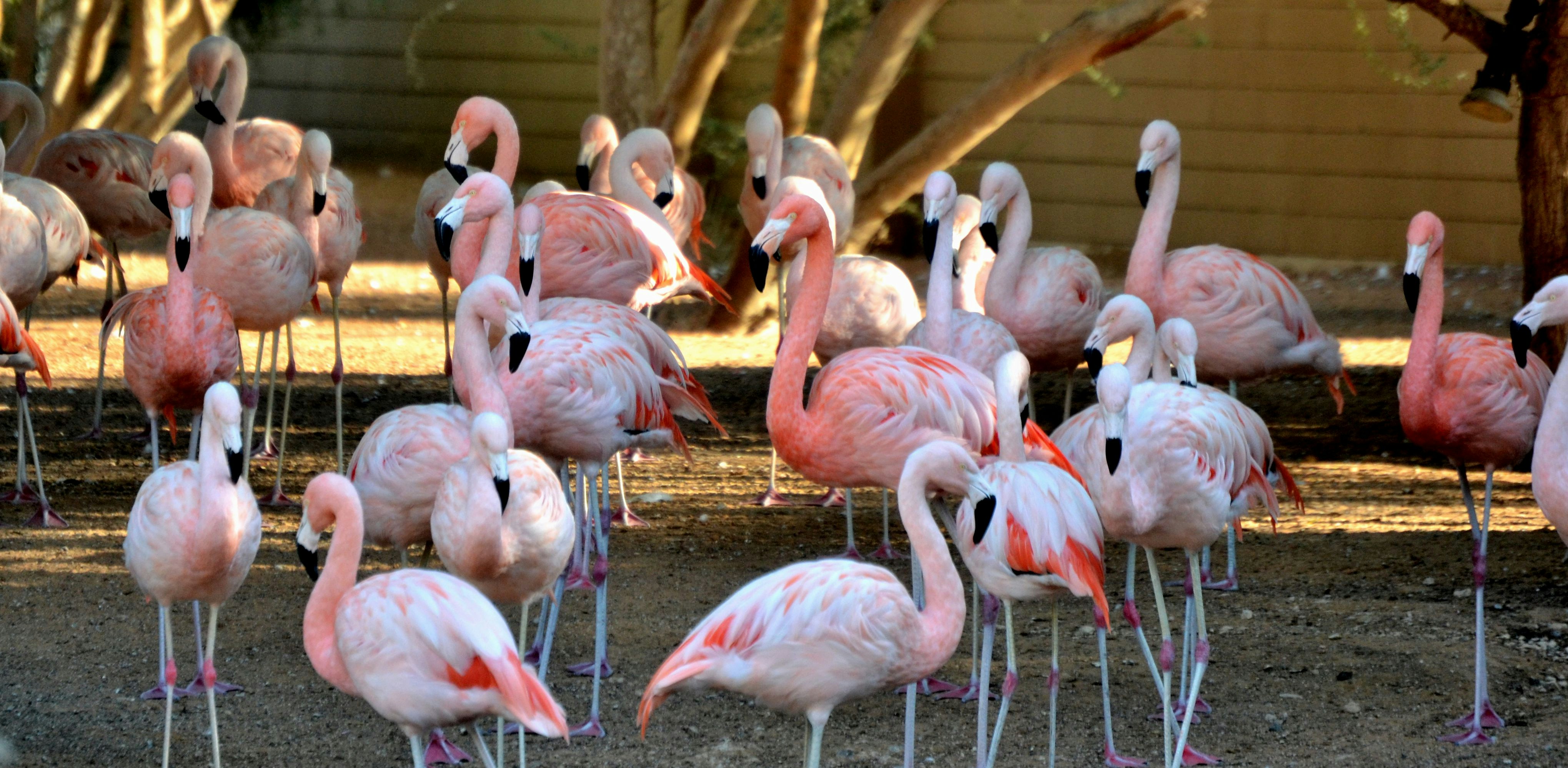 Sunlit Flamingos in a Dappled Zoo Yard