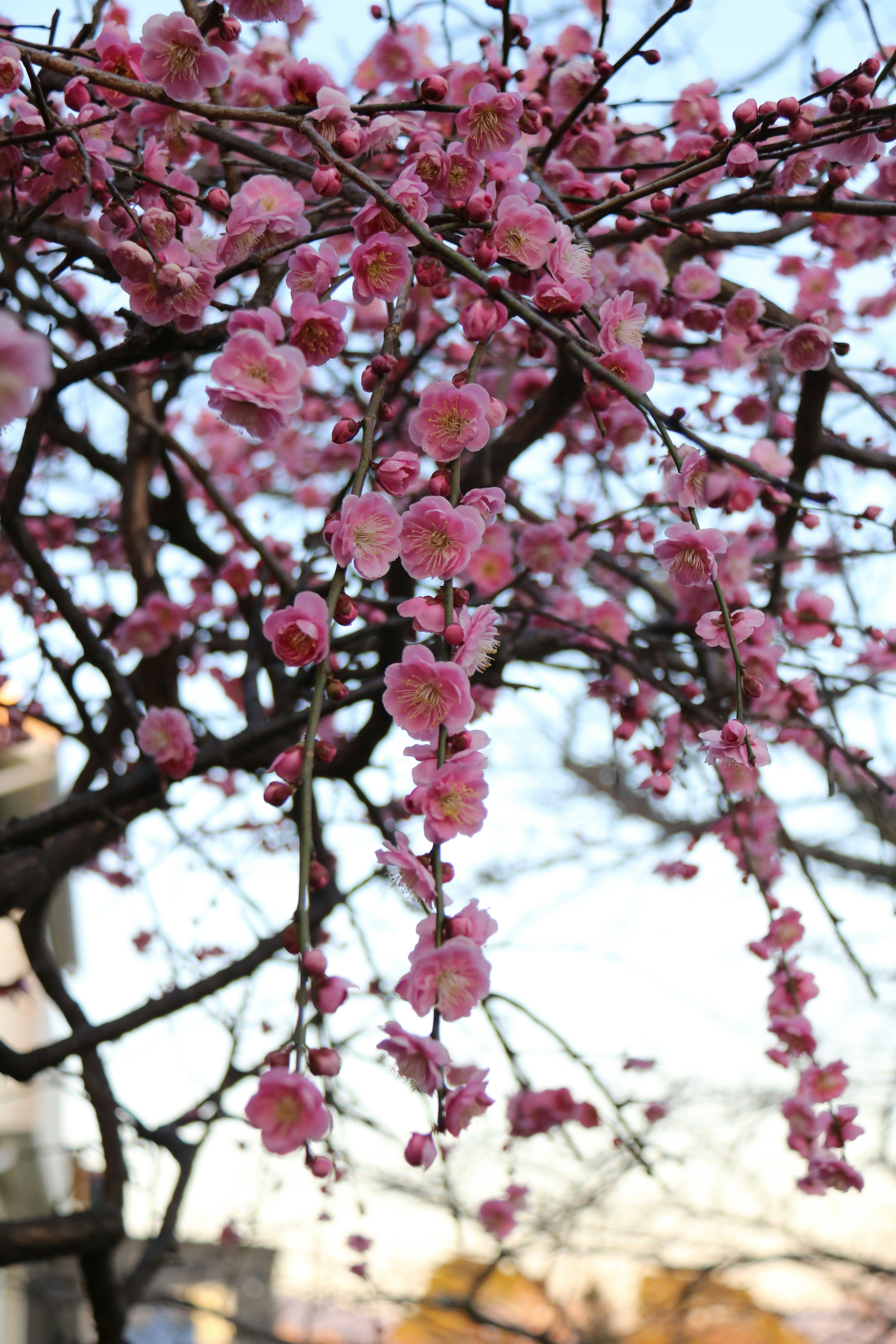 Photo by jes_maru with Canon EOS 8000D