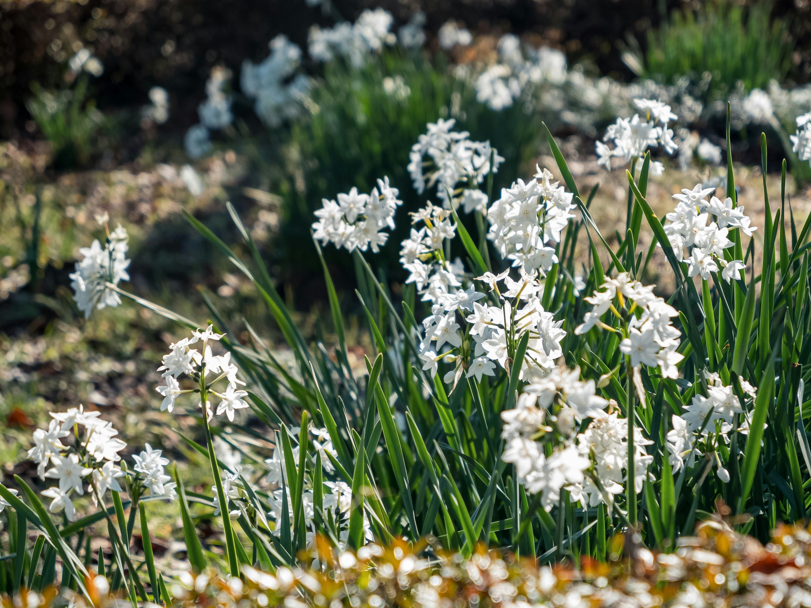 Snow-white Flower Spikes in a Quiet Morning Garden