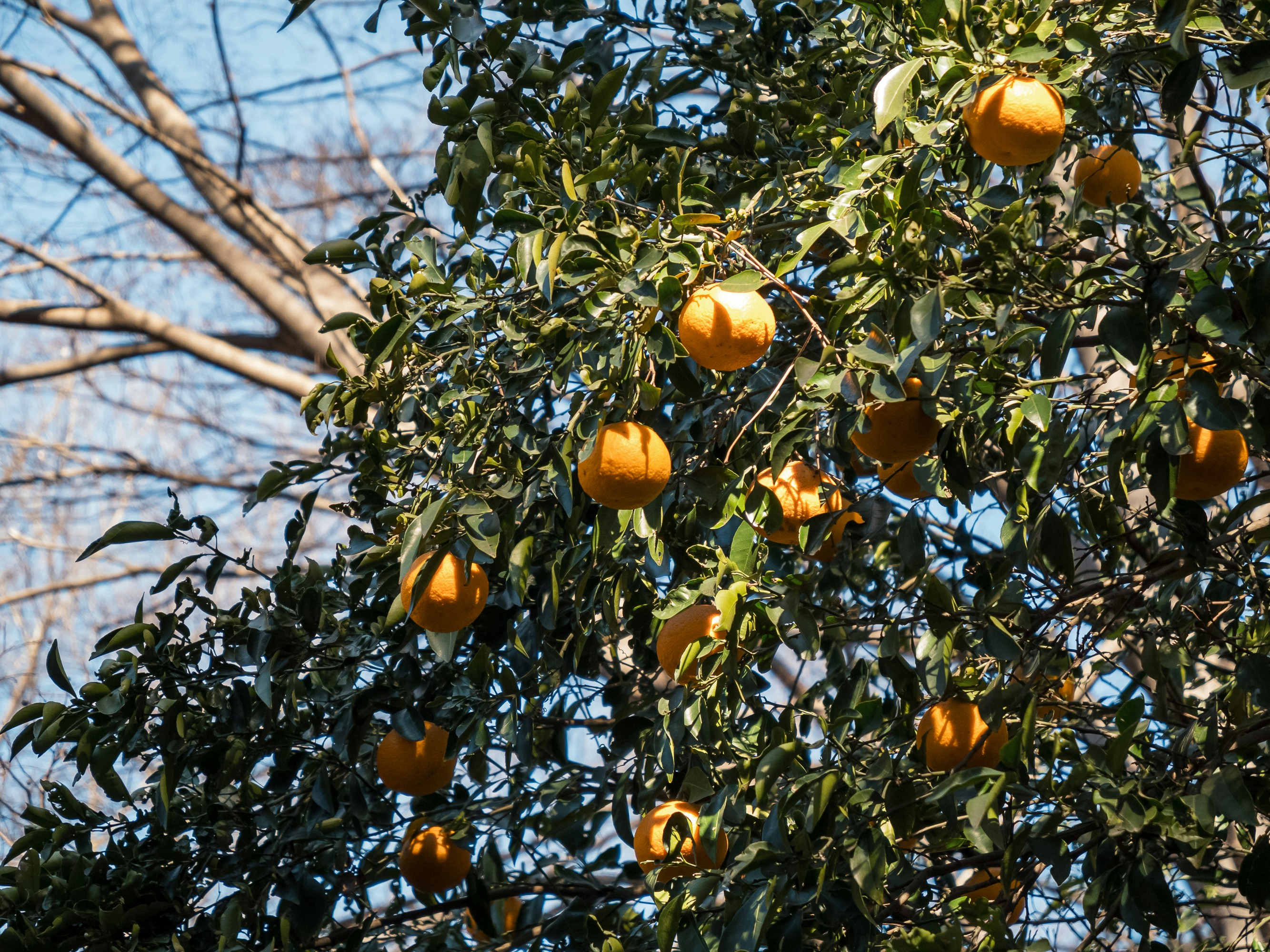 Sunlit orange tree branches heavy with ripe fruit against a blue sky; a natural photograph capturing citrus abundance.
