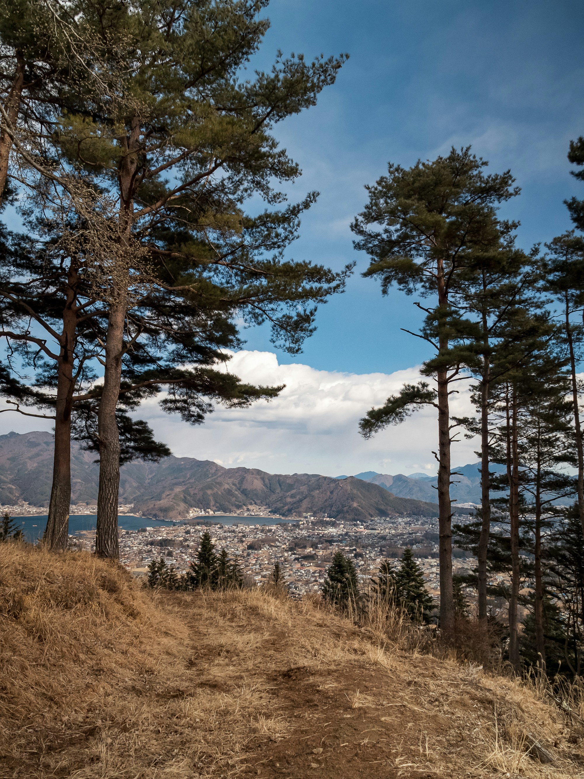 Pine-Framed Overlook: Valley Town Beneath a Crest of Peaks