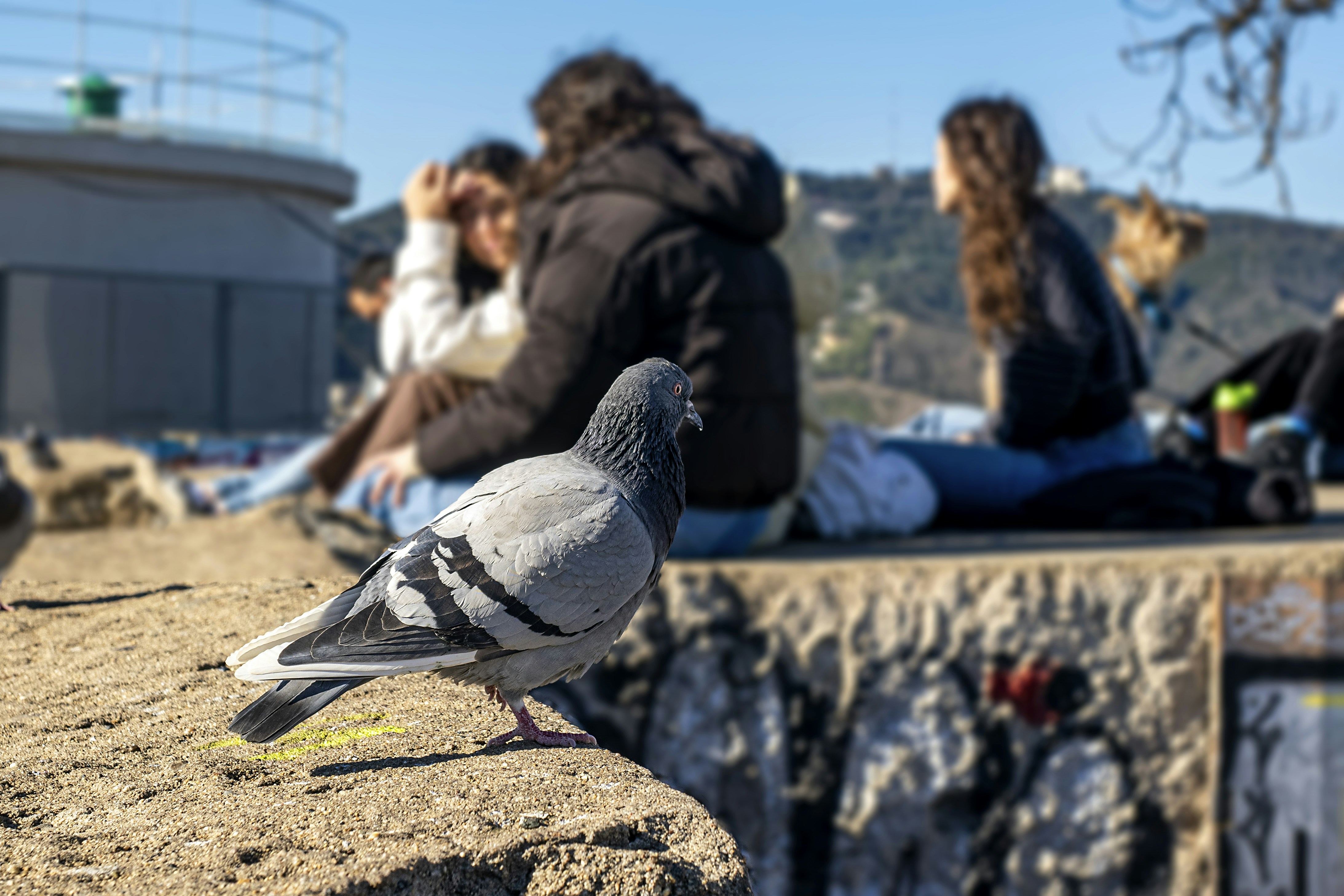 Pombo Adulto Fotos | Baixe imagens gratuitas na Unsplash