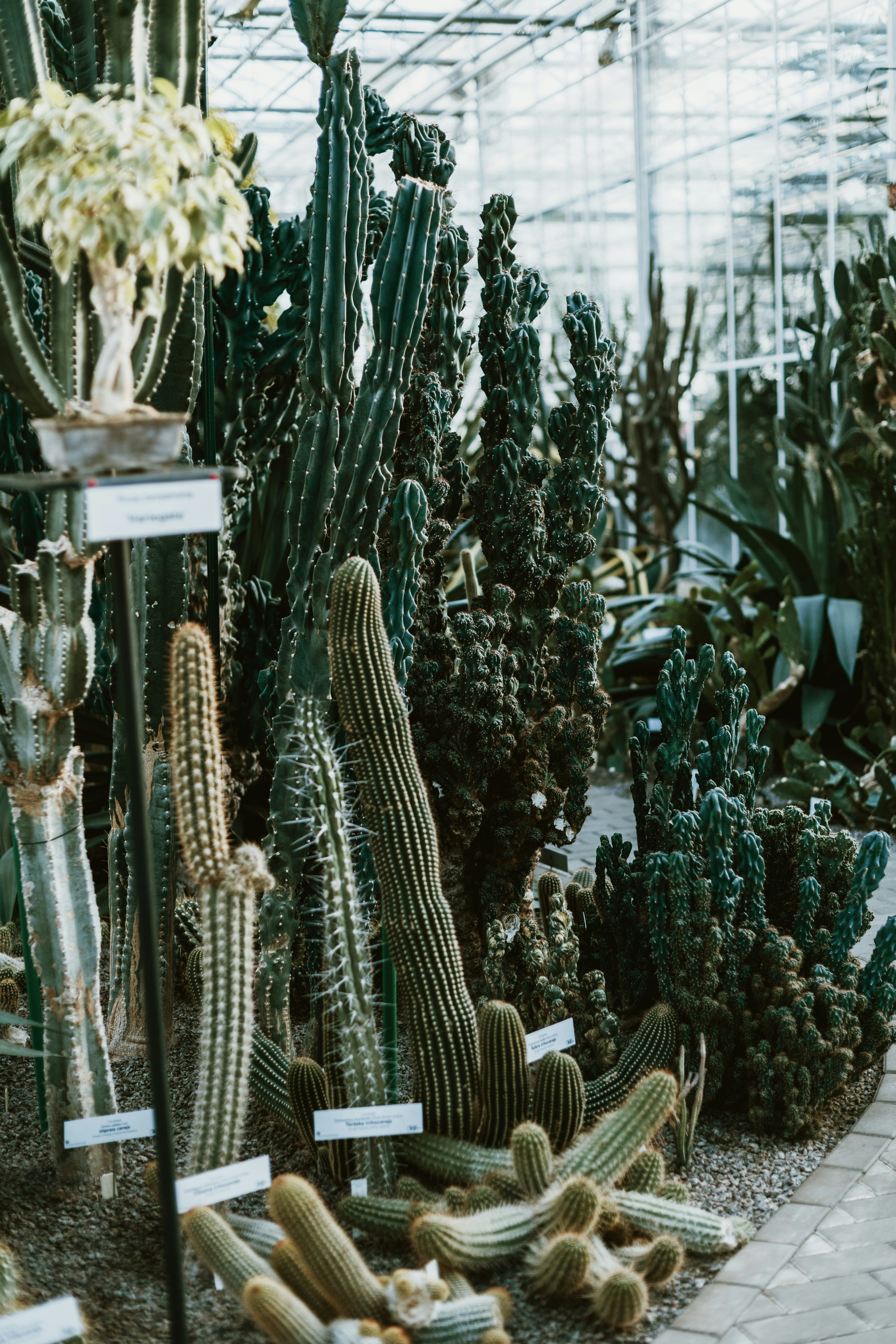 a variety of cactus plants in a greenhouse