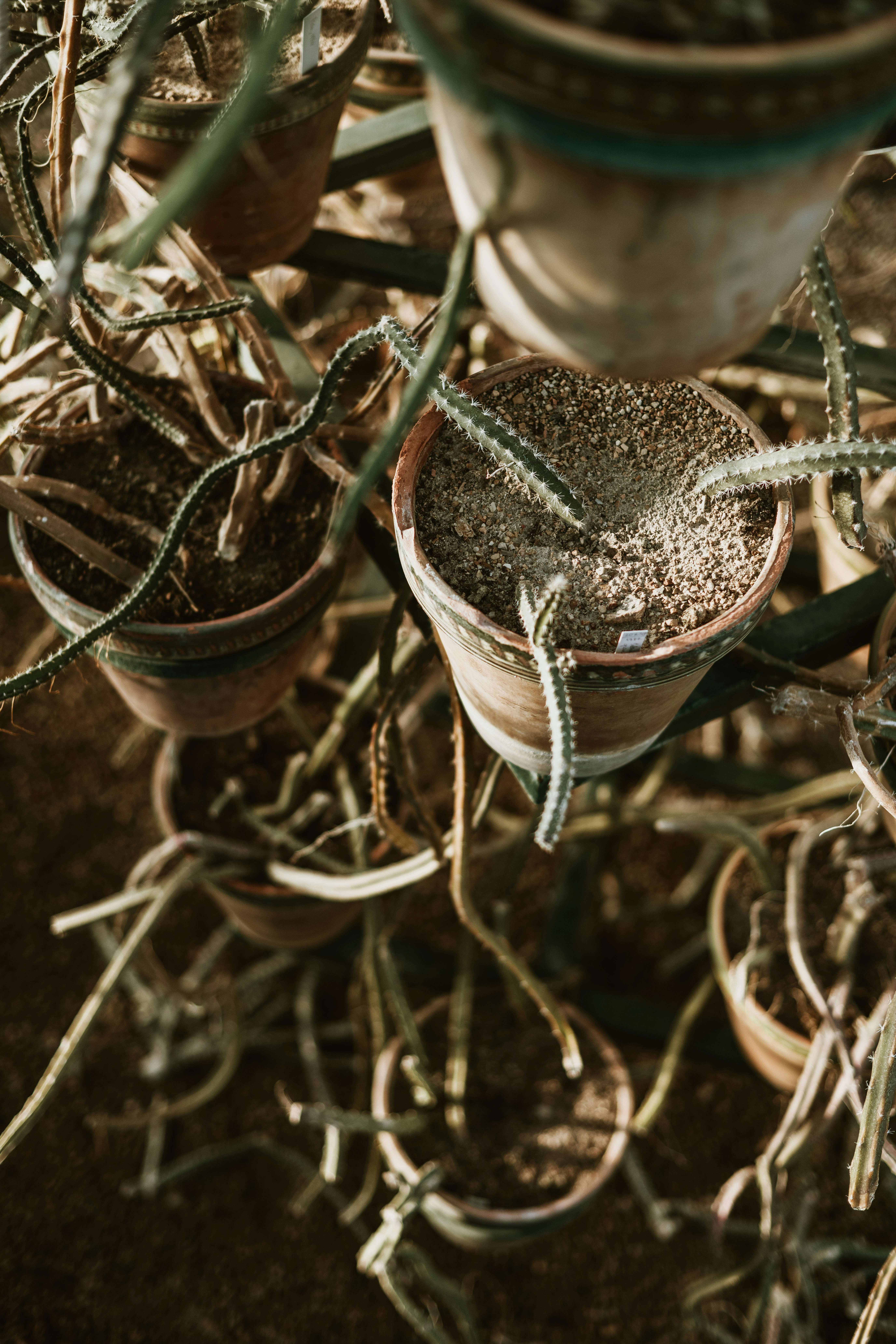 Spines in the Sun: A Tangled Choir of Hanging Succulent Pots