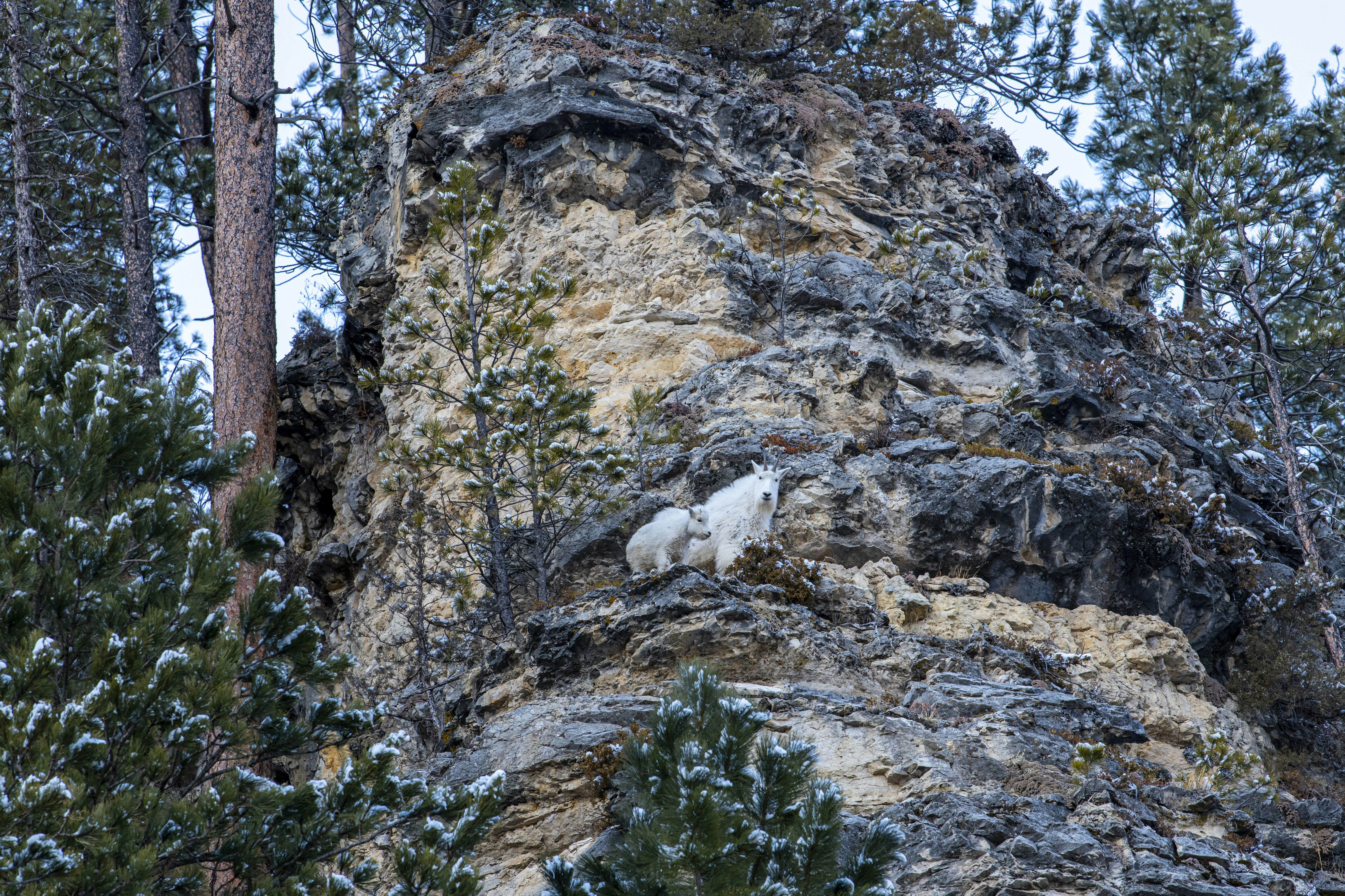 Stone Sentinel: A Weathered Cliff with Pine Carvings and Snowy Details