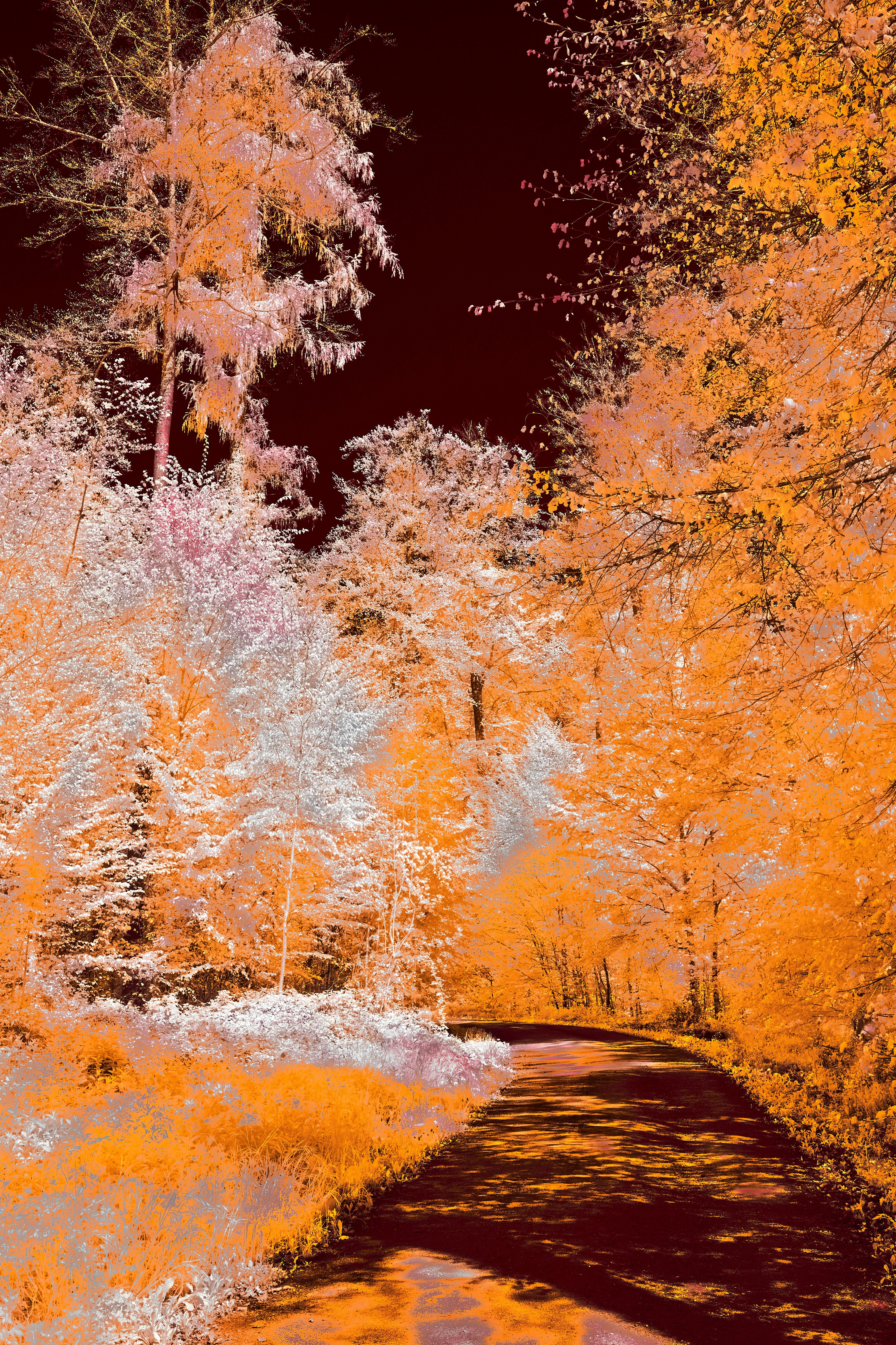 An infrared image of a tree lined road photo – Free Autumn Image on ...