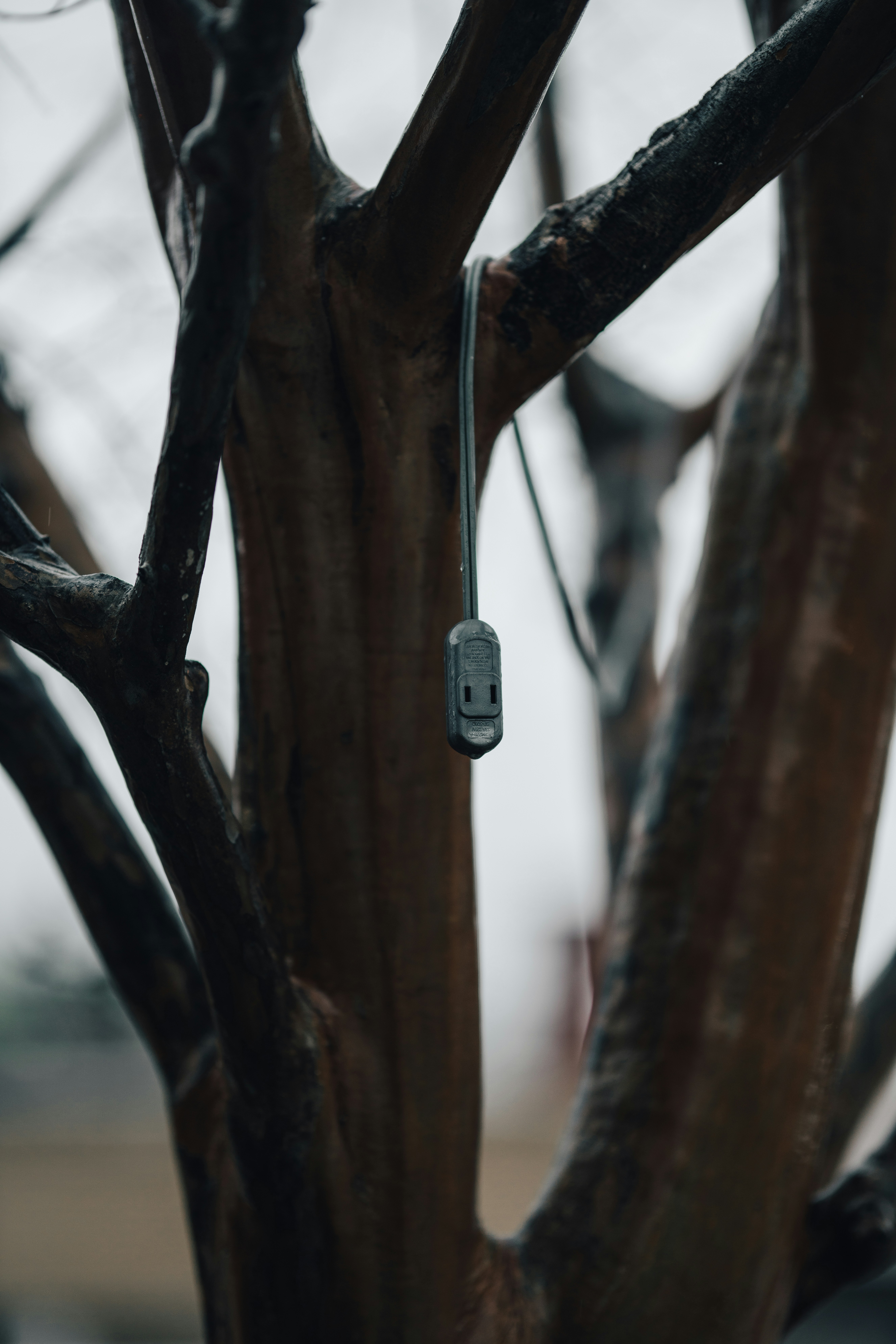 Dangling Connector Between Mossy Trunkes: A Minimalist Macro Portrait