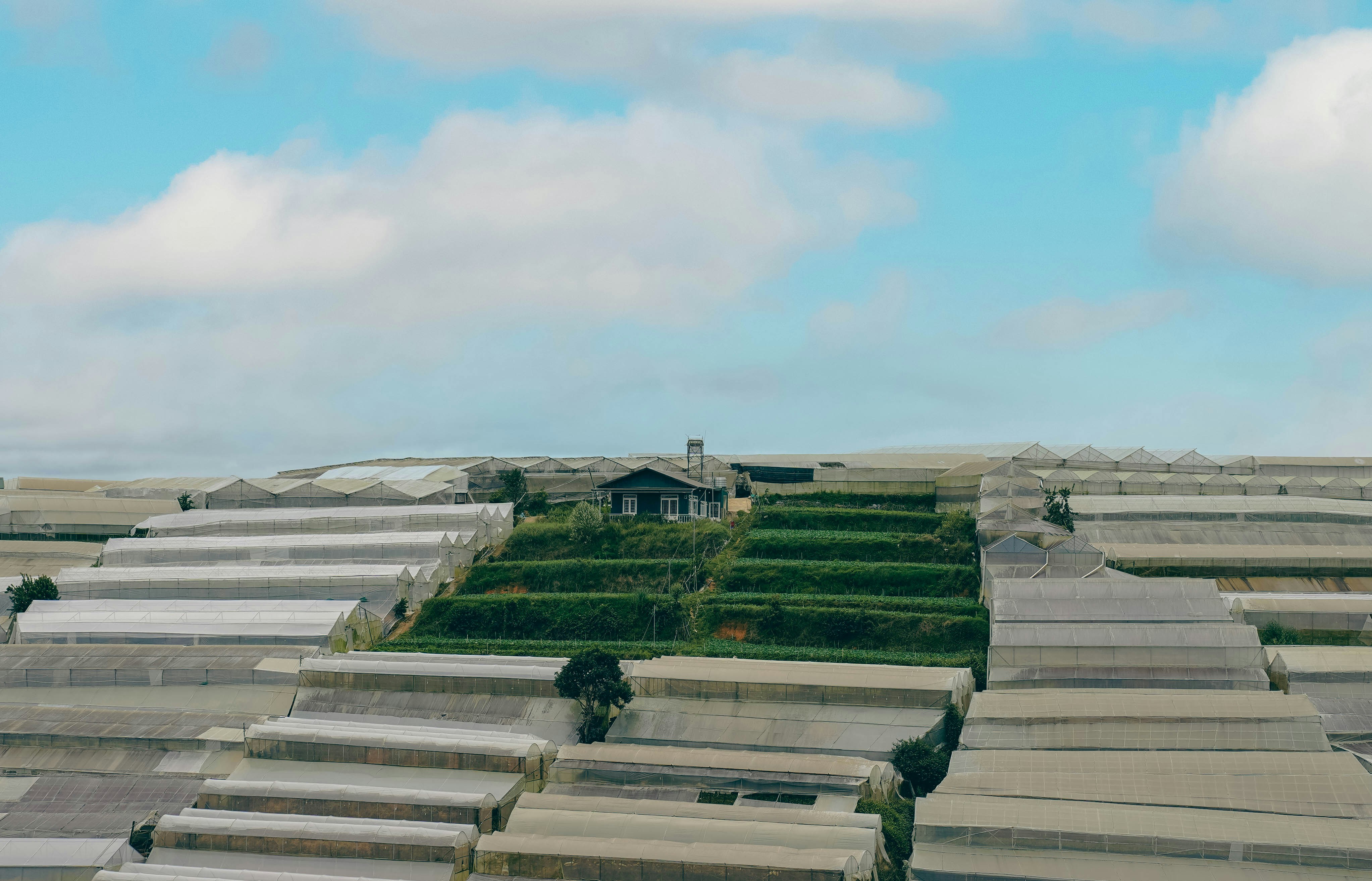 Terraced Greenhouses under a Bright, Open Sky