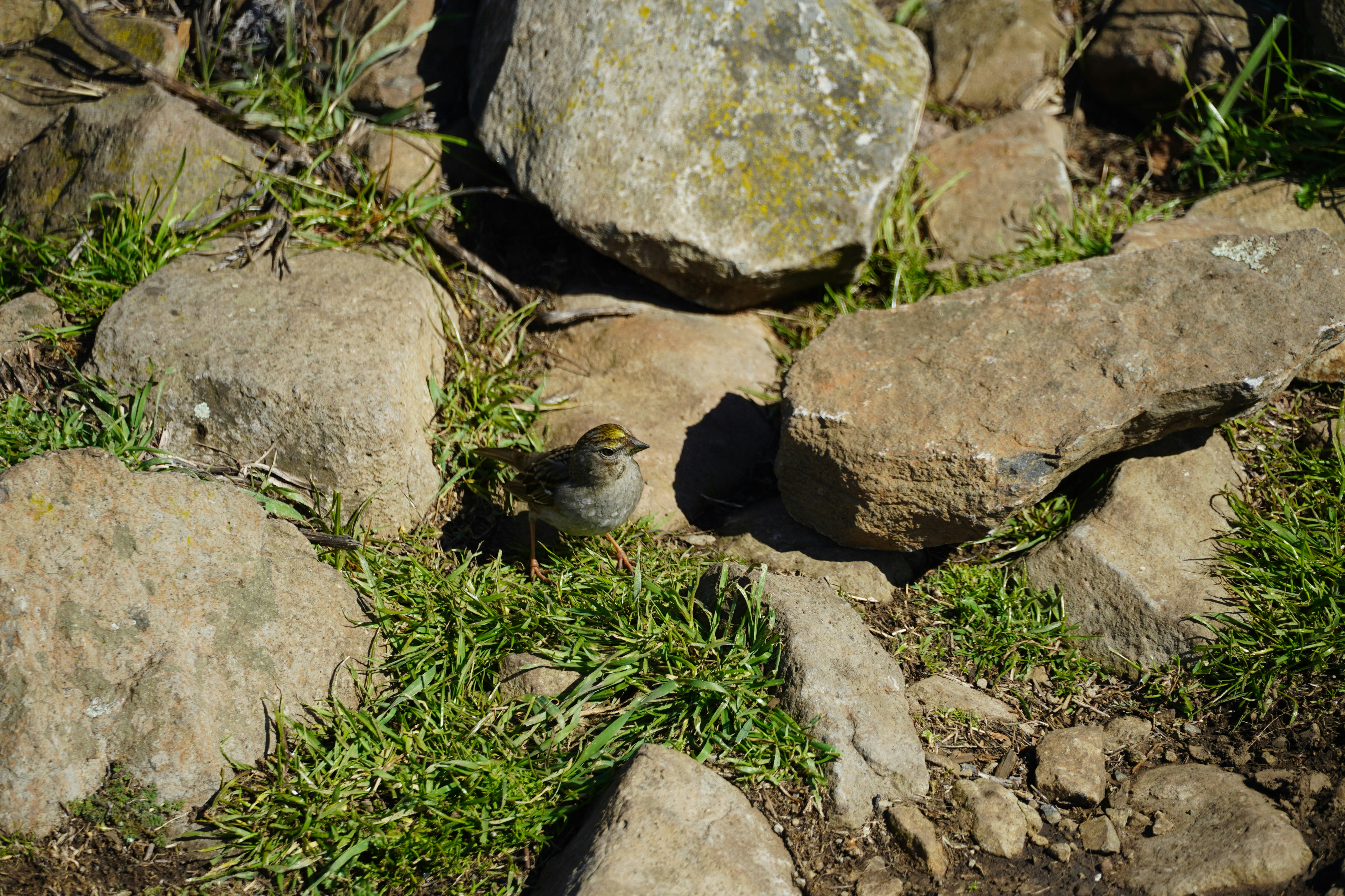 A small bird sitting on top of a pile of rocks photo – Free Animal ...