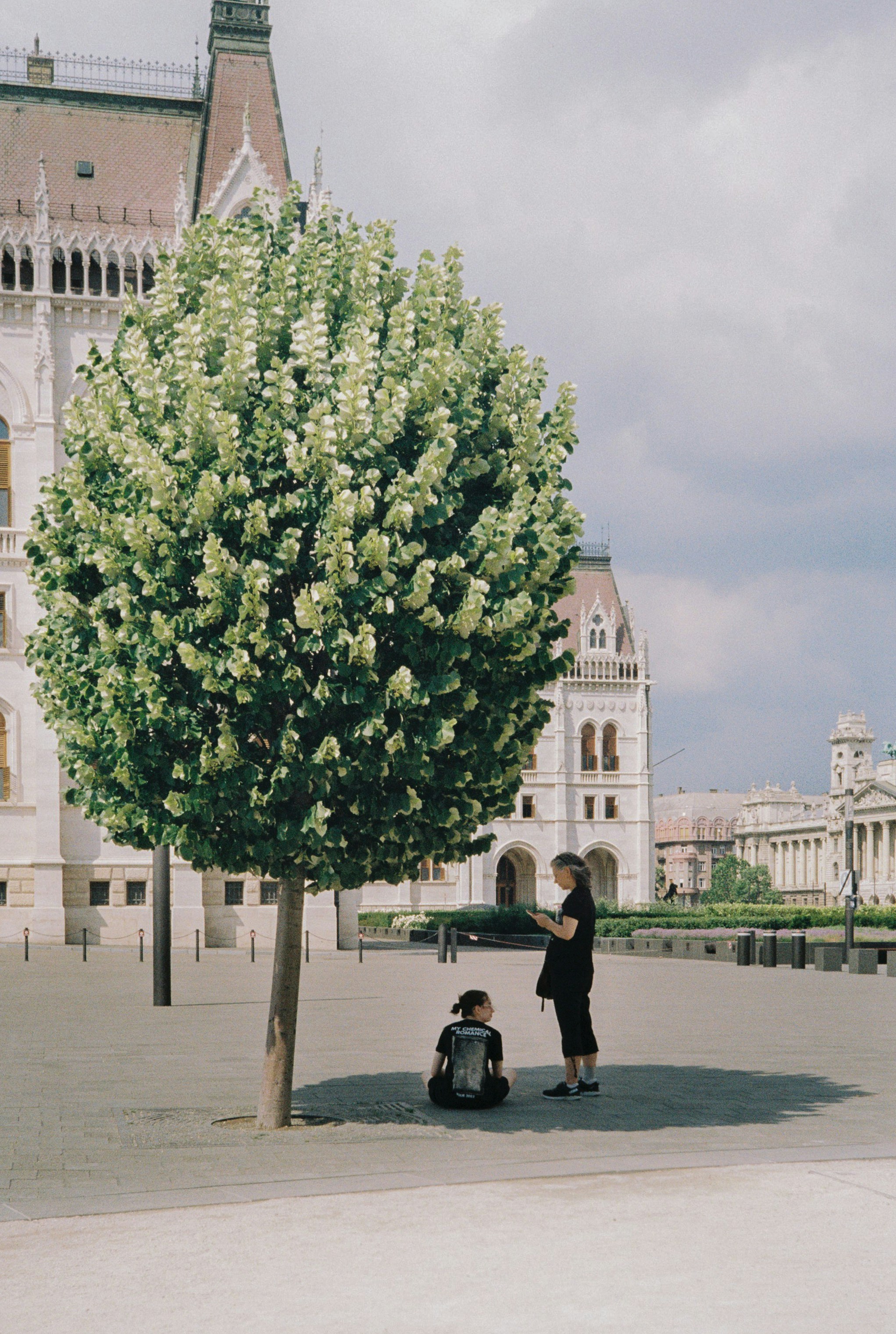 Tree-Guardians: A Quiet Pause by the Palace