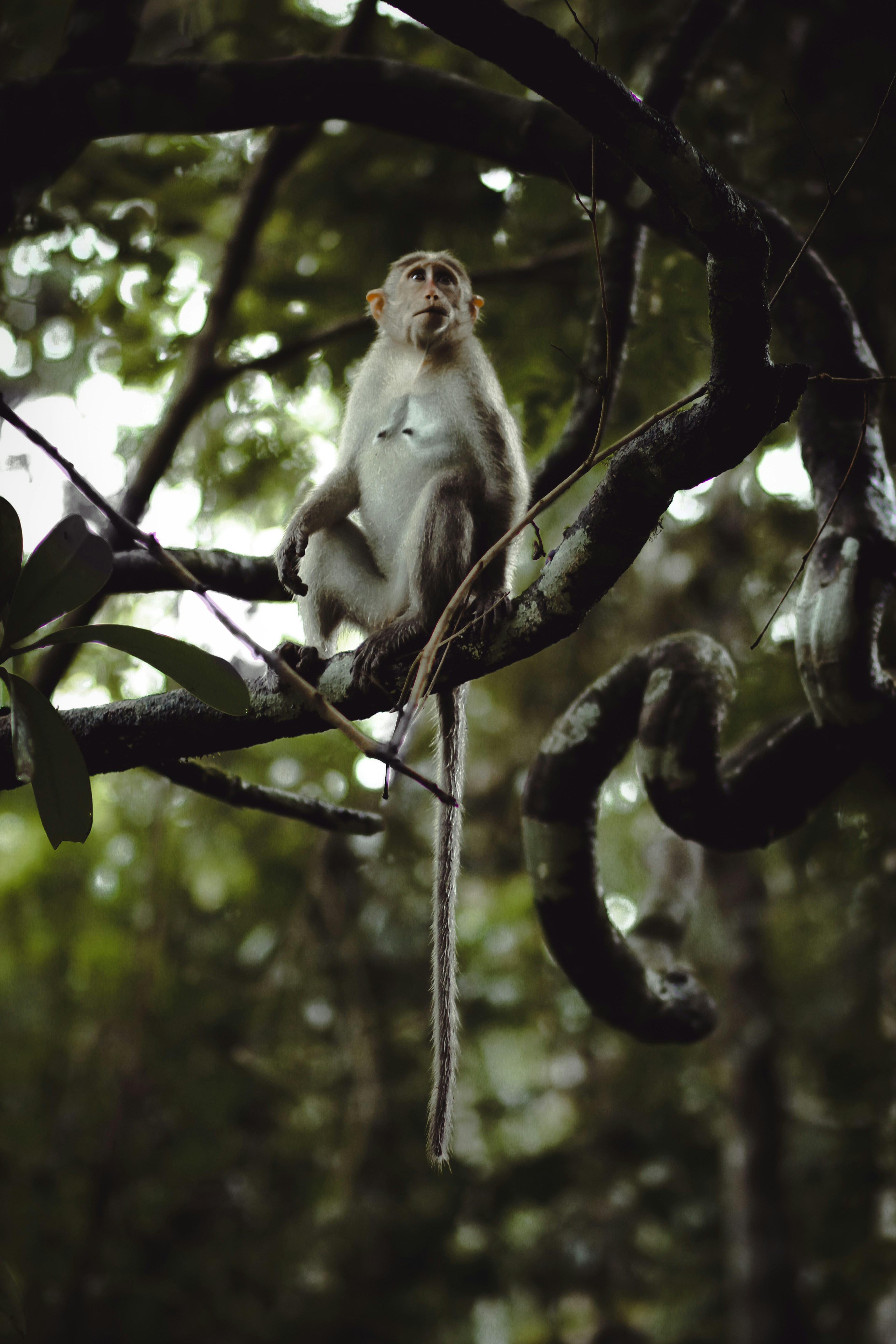 a monkey is sitting on a tree branch