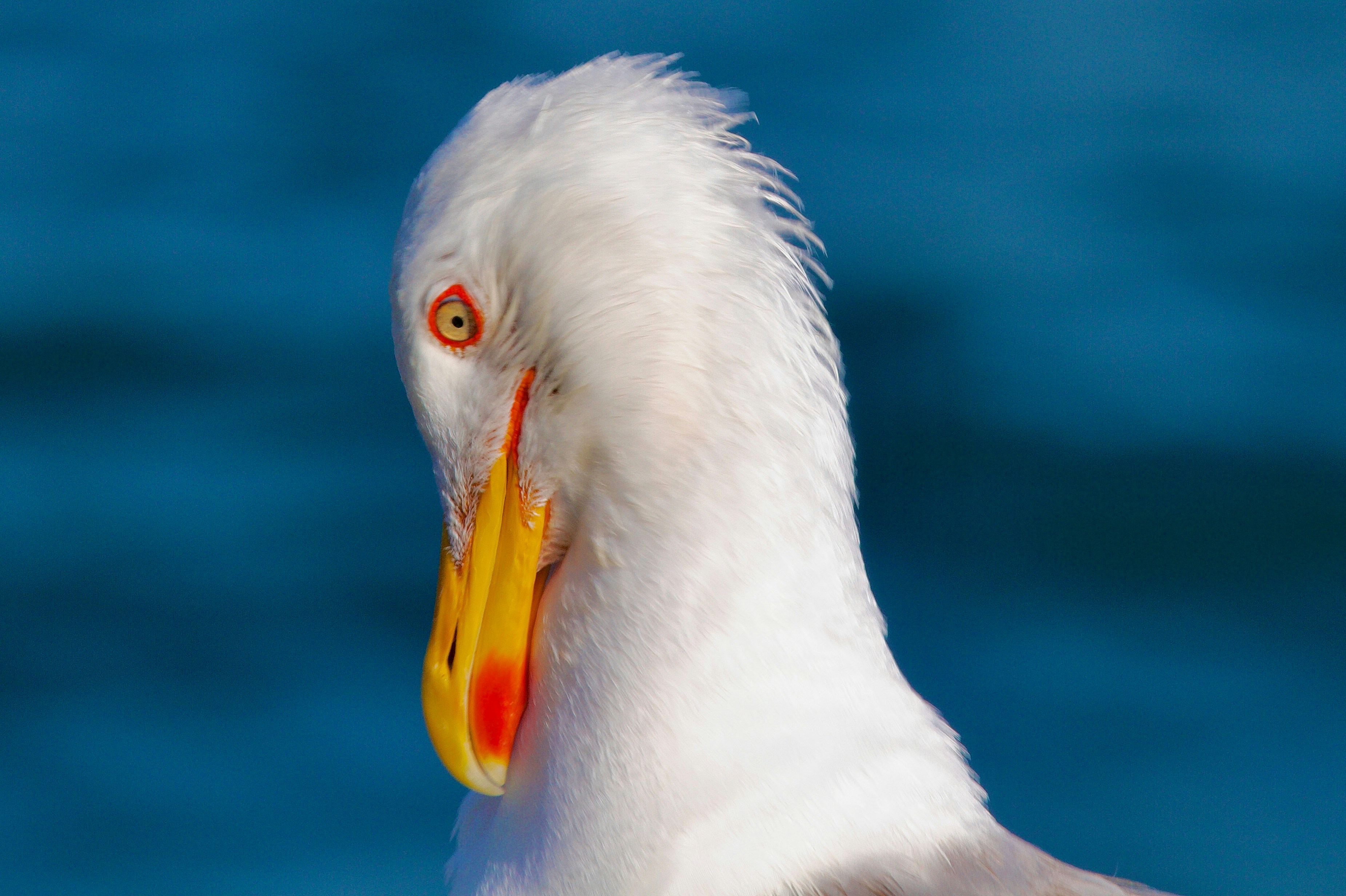 Crimson Eye and Curved Beak: A Close Portrait of a White Gull in Blue Light