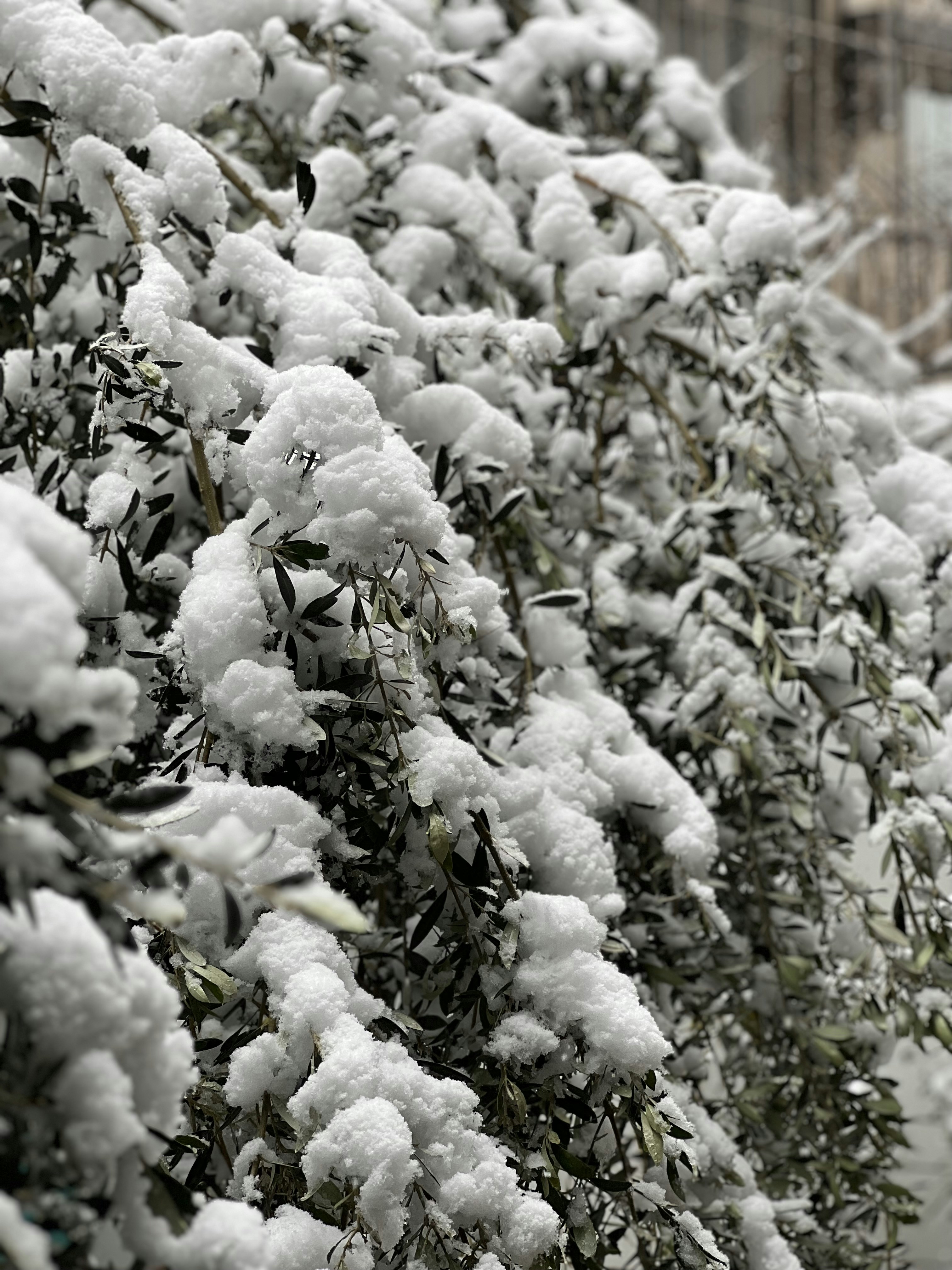 Snowy shrubbery dusted in fluffy white ice along a quiet winter hedge