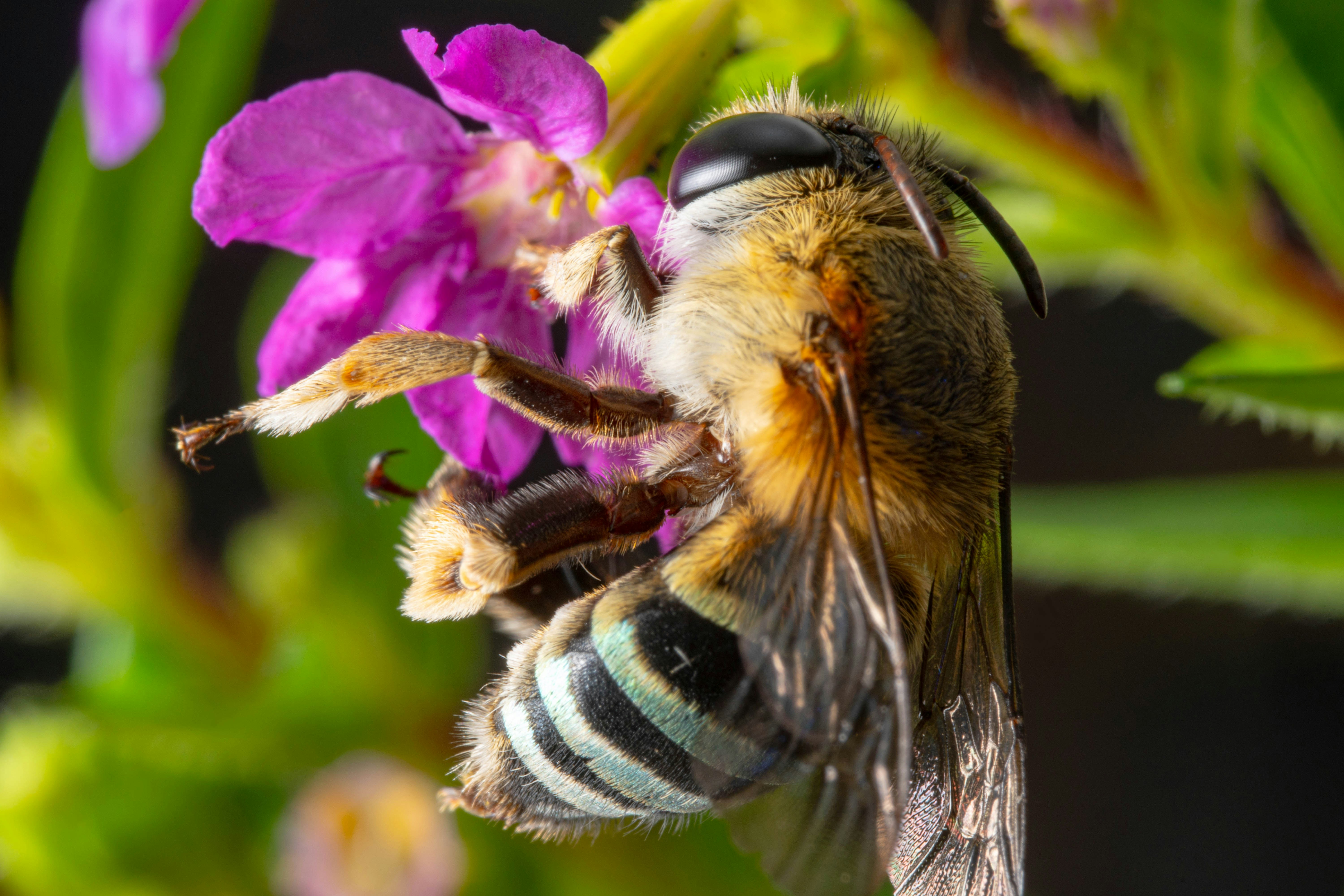 close-up blue banded bee pollinating on purple flower
