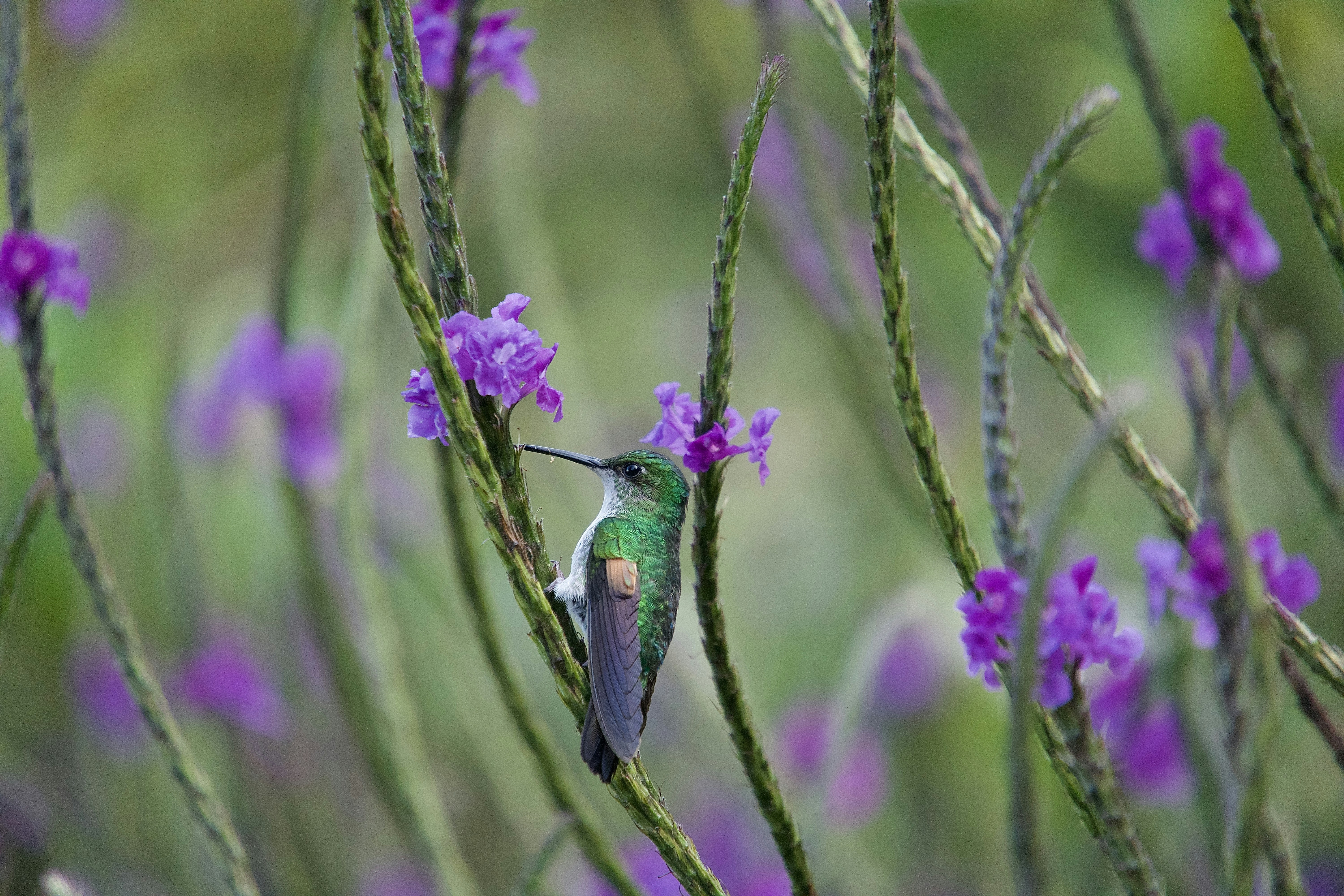 A hummingbird perches on a branch with purple flowers photo – Free Curi ...
