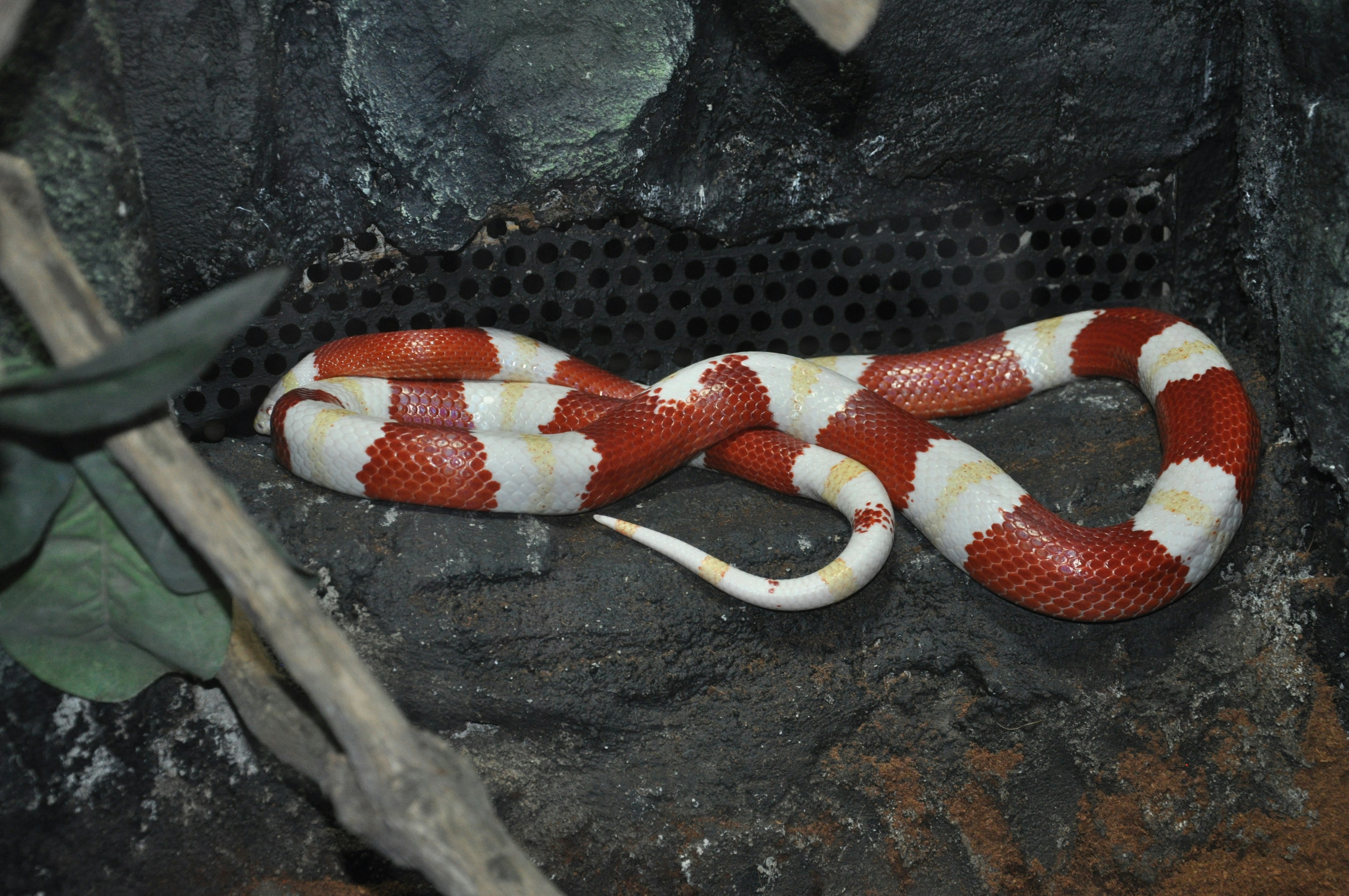 A red and white snake laying on a rock photo – Free Indonesia Image on ...