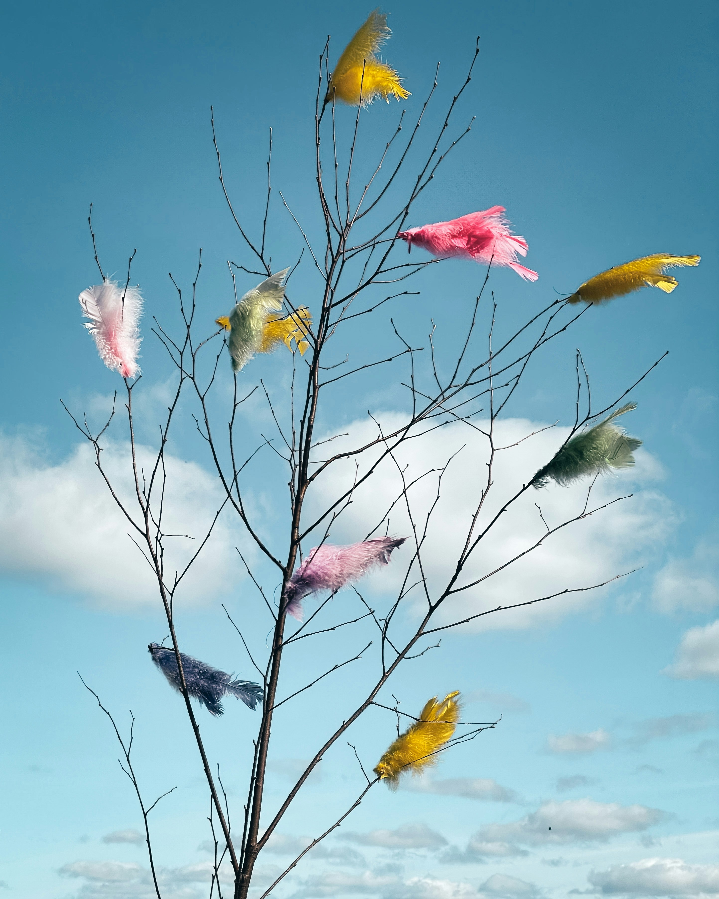 Feathered Ornaments Drift Above a Leafless Tree Under a Cerulean Sky