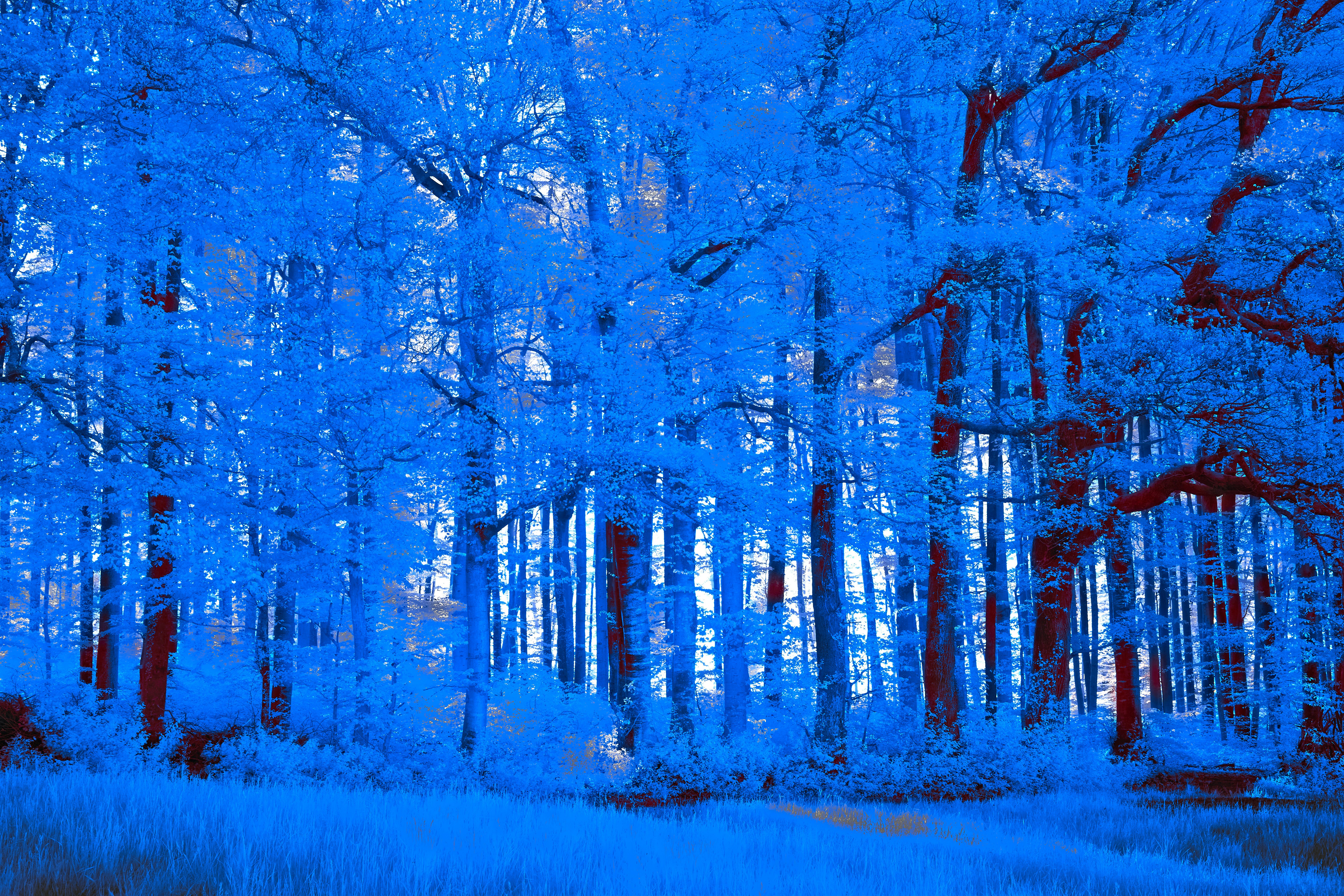 Foto Un bosque lleno de muchos árboles azules – Imagen Naturaleza ...