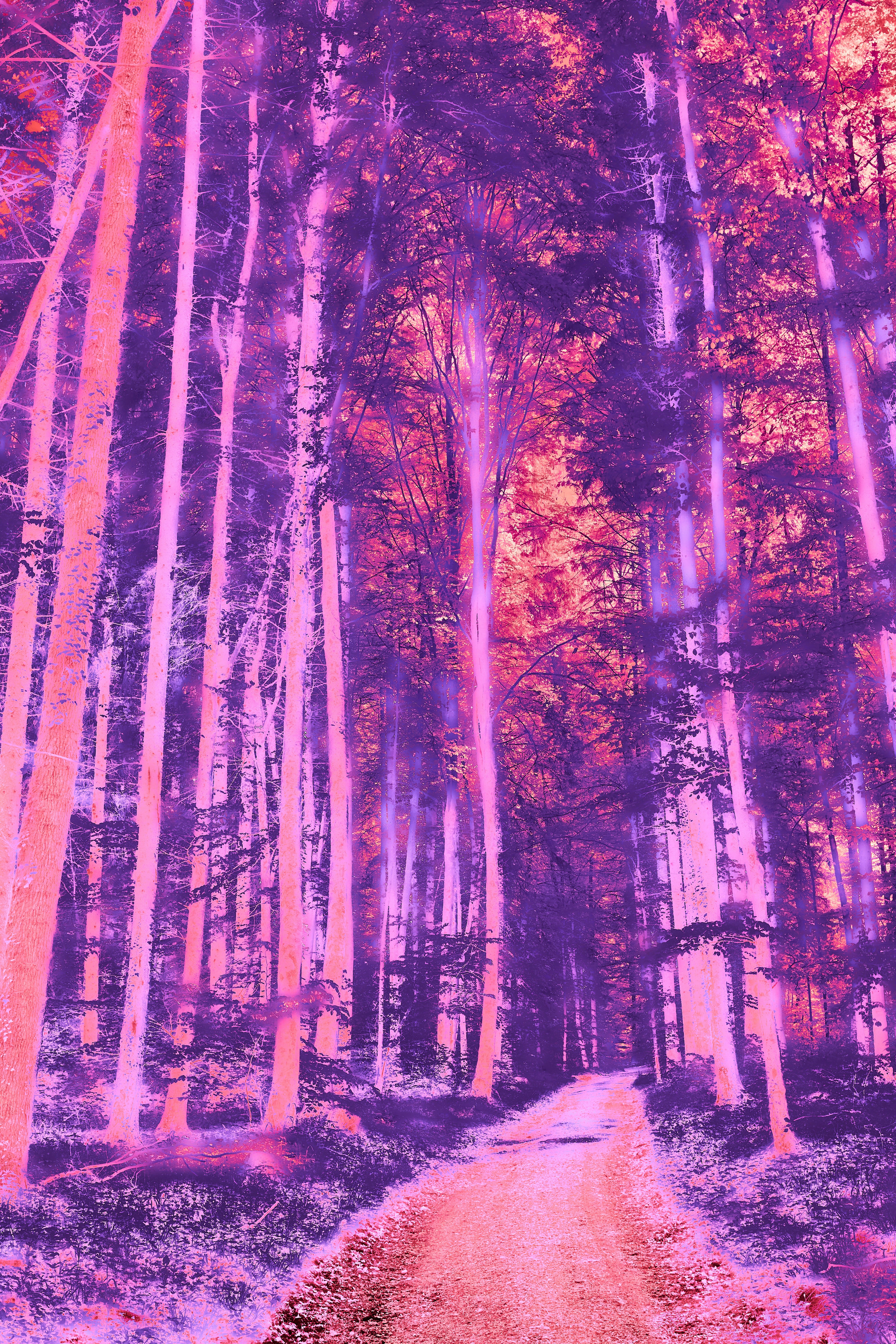 Un chemin à travers une forêt avec des arbres et des feuilles photo ...