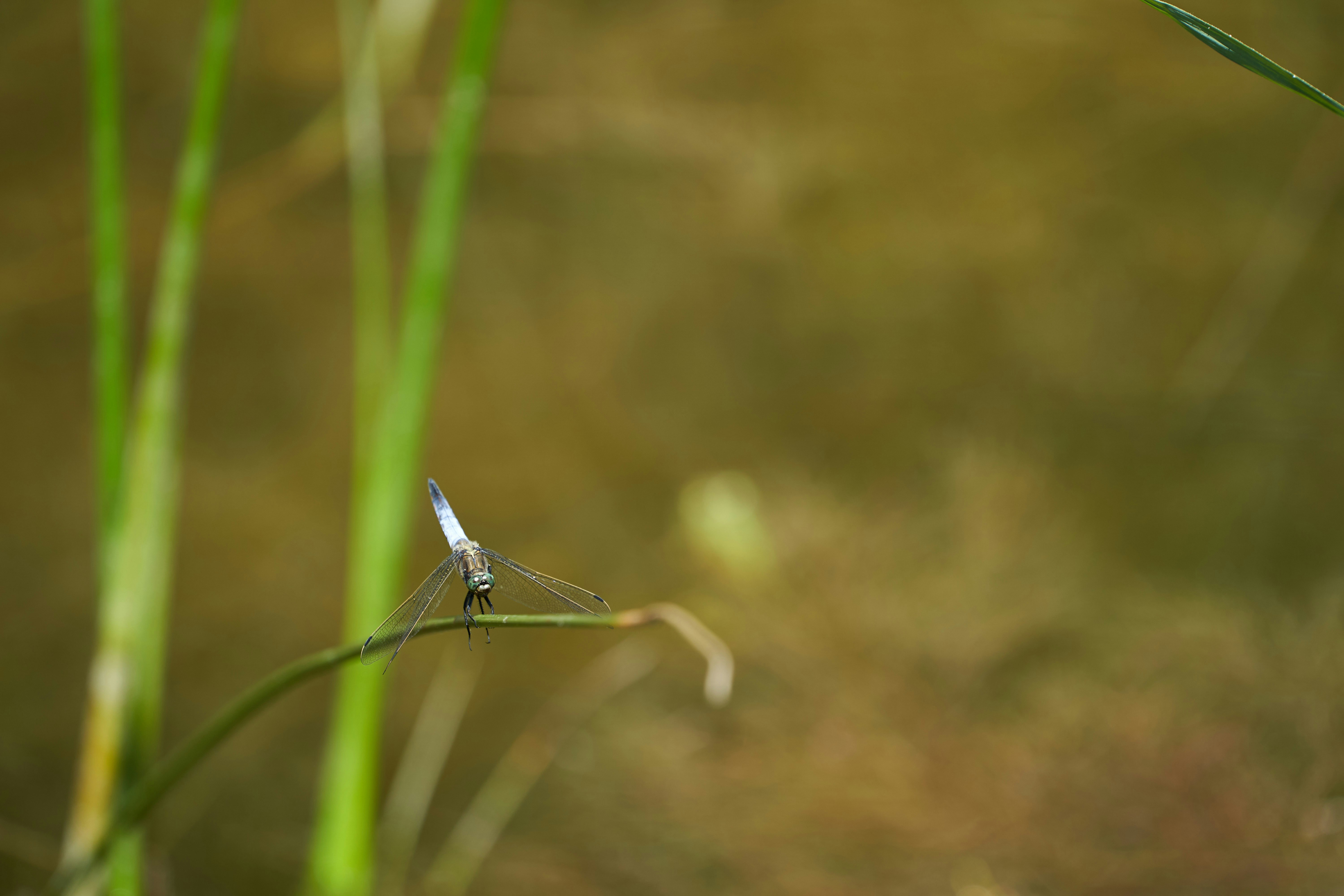 Una libélula sentada encima de una planta verde foto – Imagen de Libelo ...