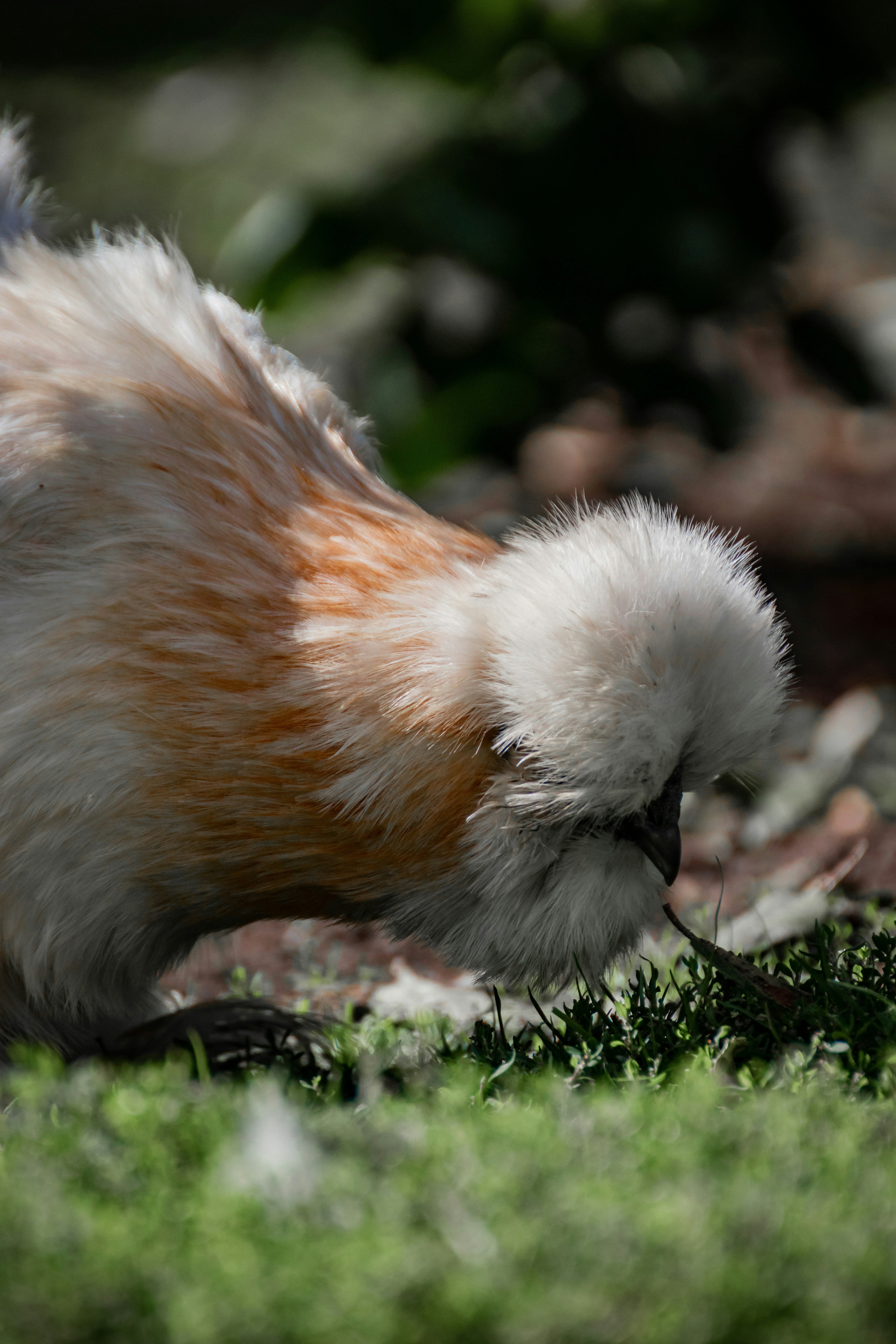 Closeup portrait of a domestic chicken with blurred, bokeh background