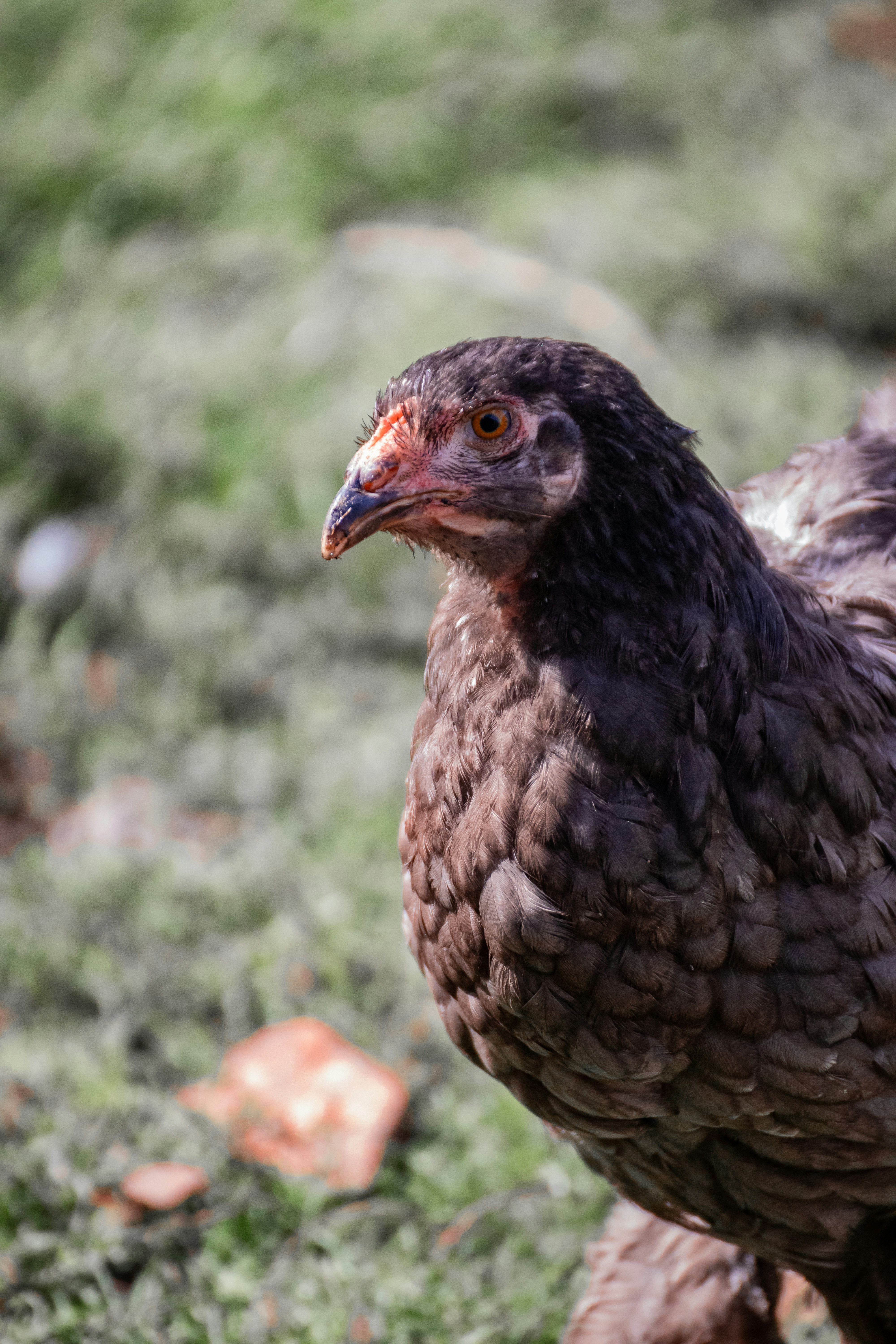 Amber-Eyed Sentinel: A Close-Up Hen Portrait