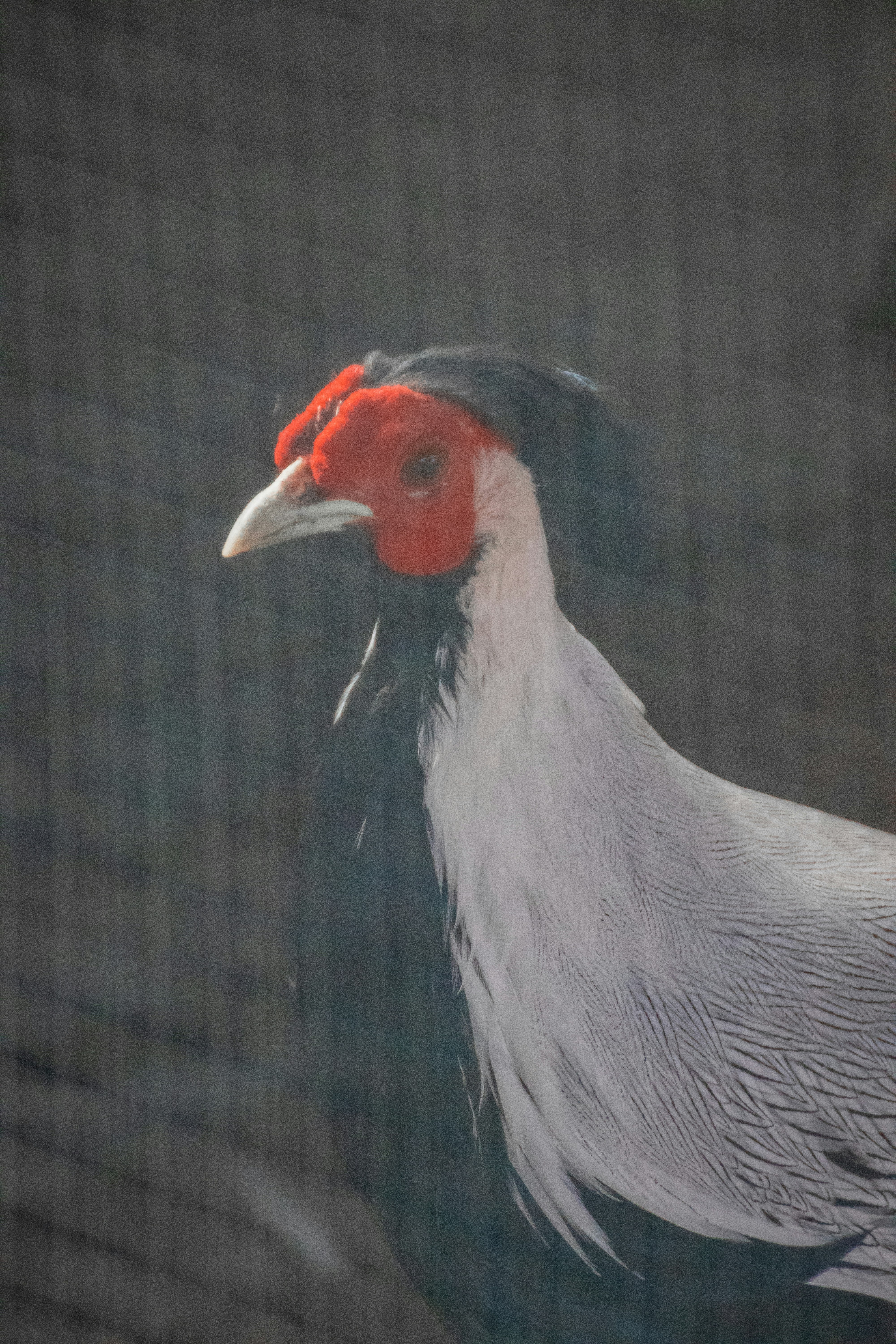 Red-faced Crane Through Mesh: A Quiet Portrait in Diffused Light