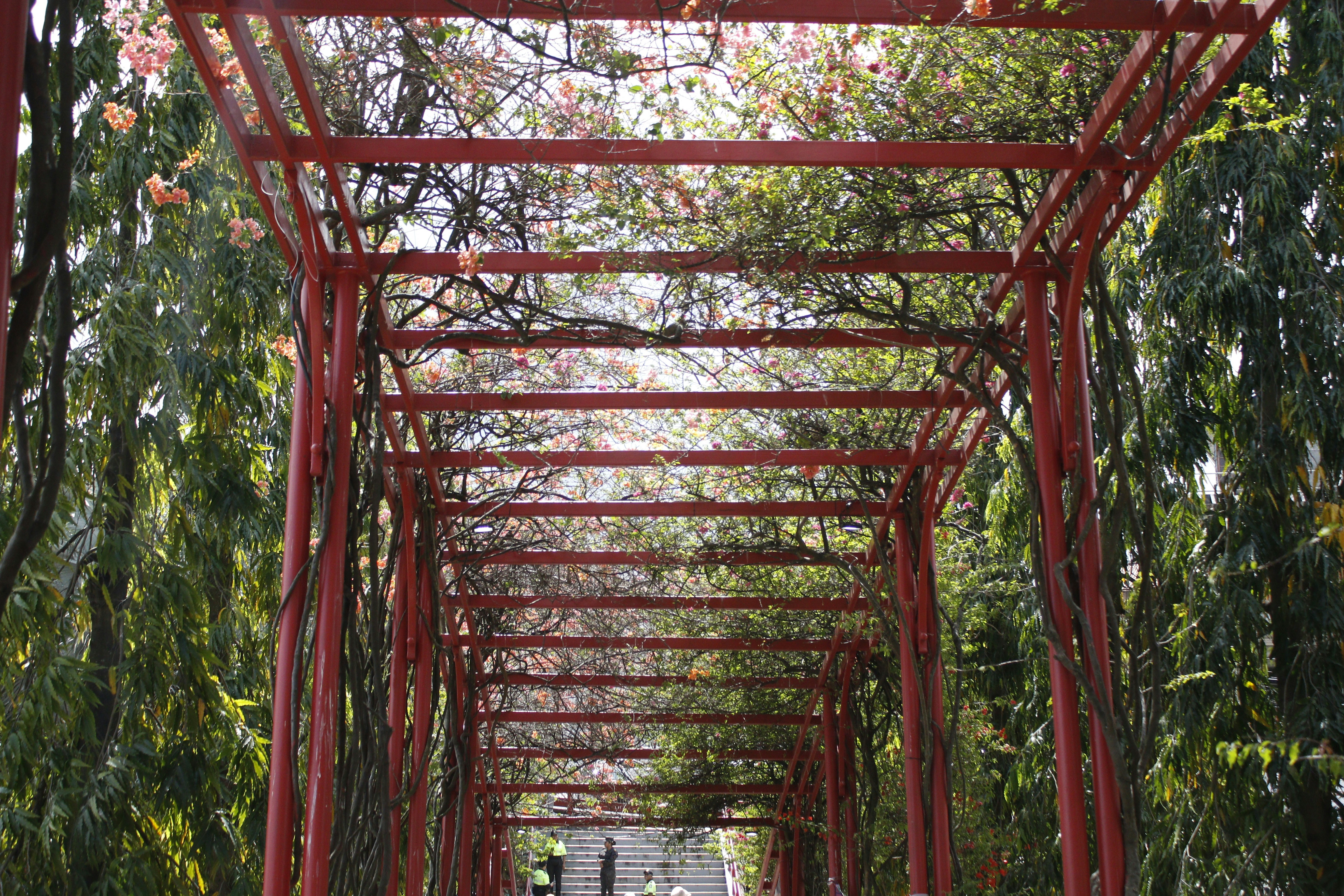 Crimson Canopy: A Journey Through Nature's Archway