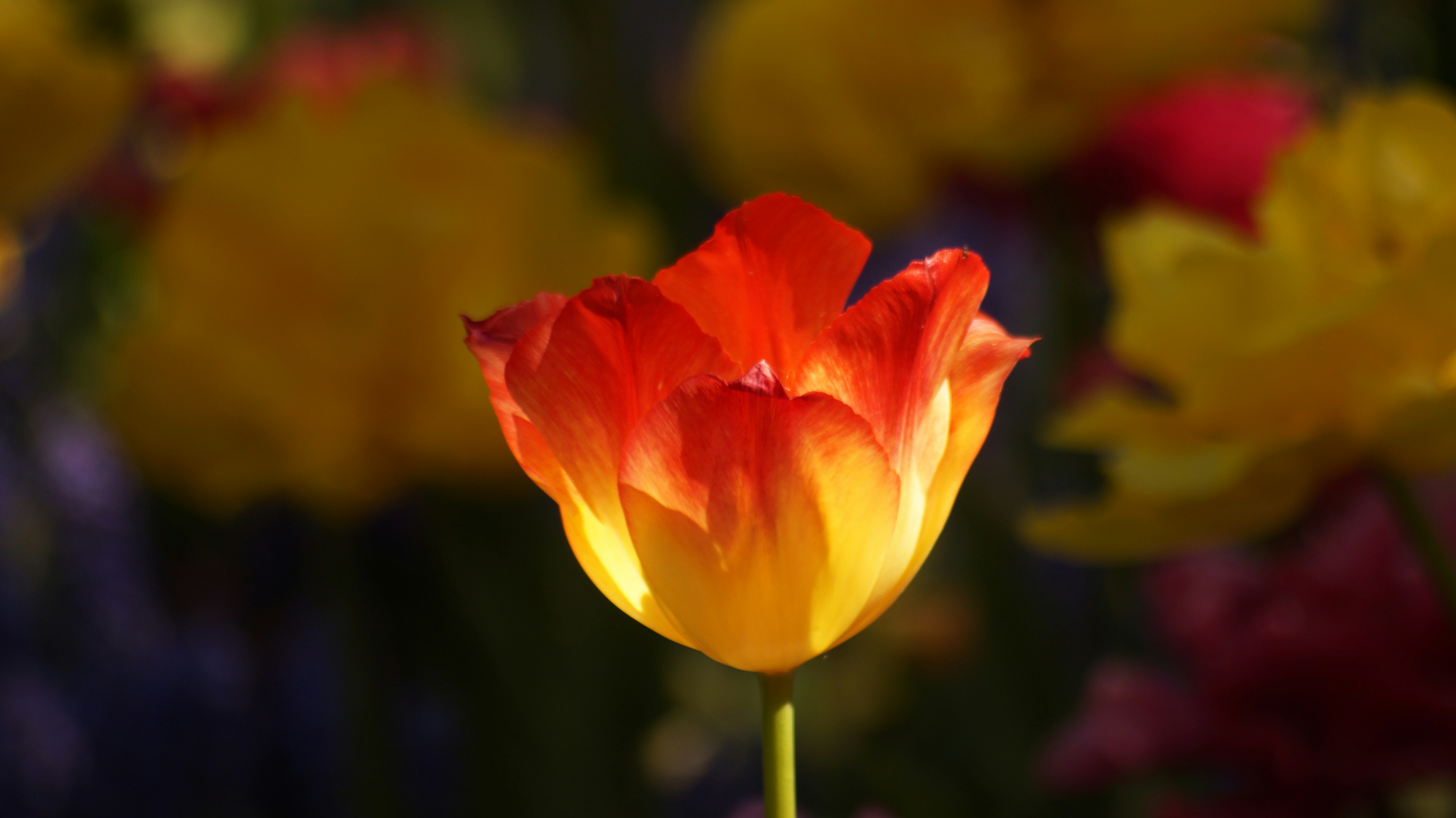 Sunlit Tulip: Ember Petals in a Velvet Garden