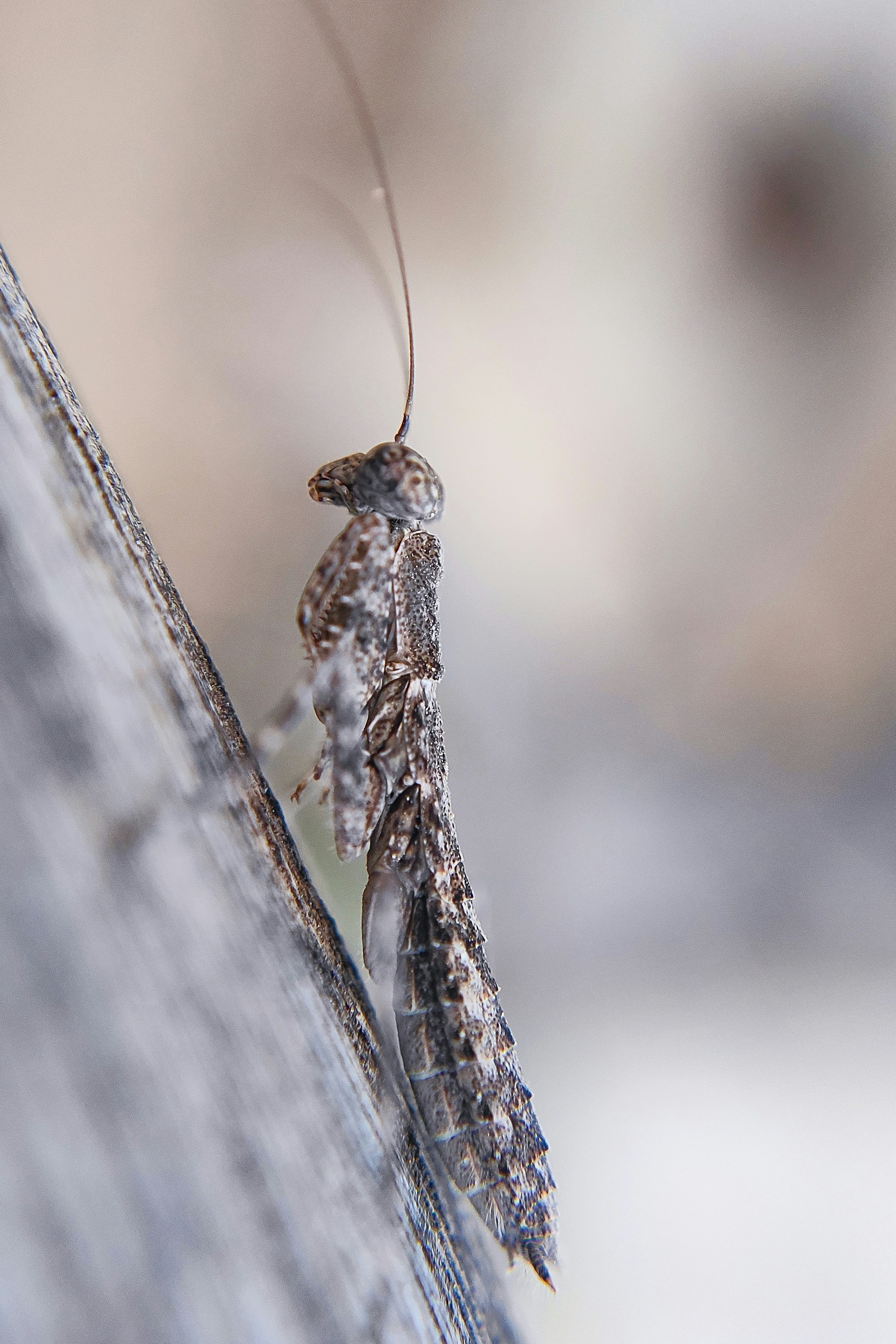 Close-up of a tiny moth perched on weathered wood, macro detail in soft focus