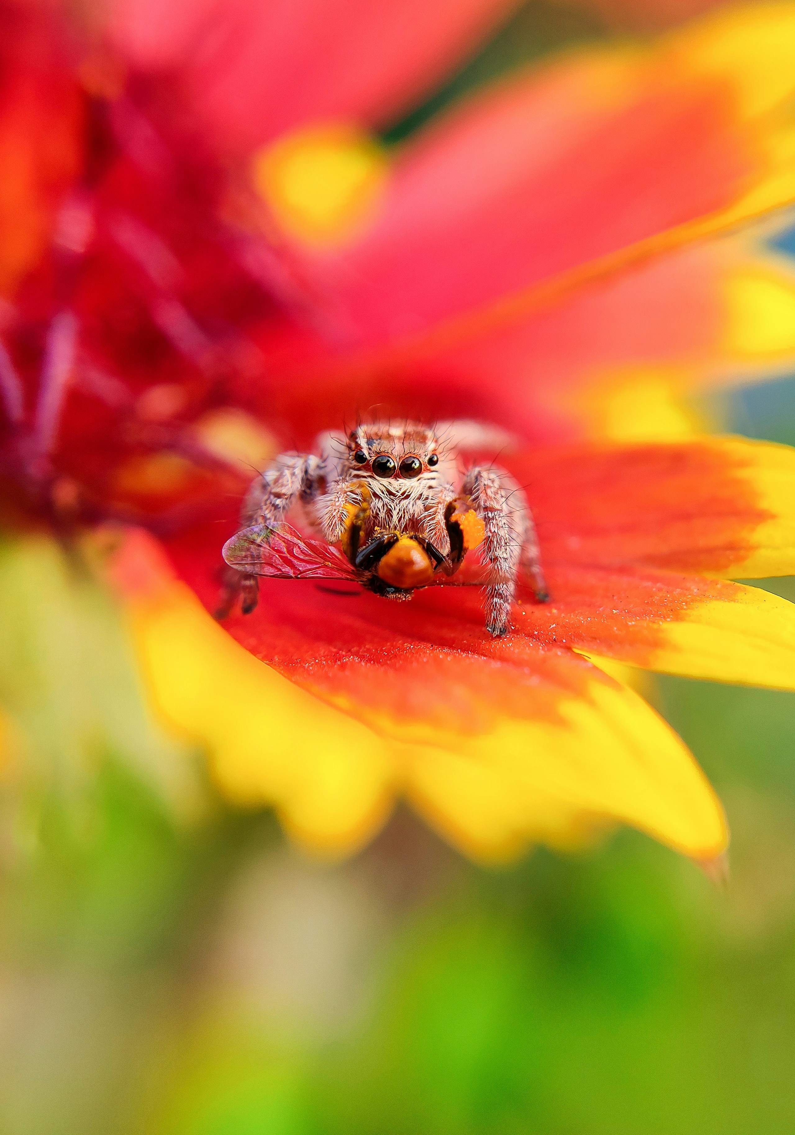 Crimson Petal Ambush: A Jumping Spider in Micro-Detail on a Radiant Bloom