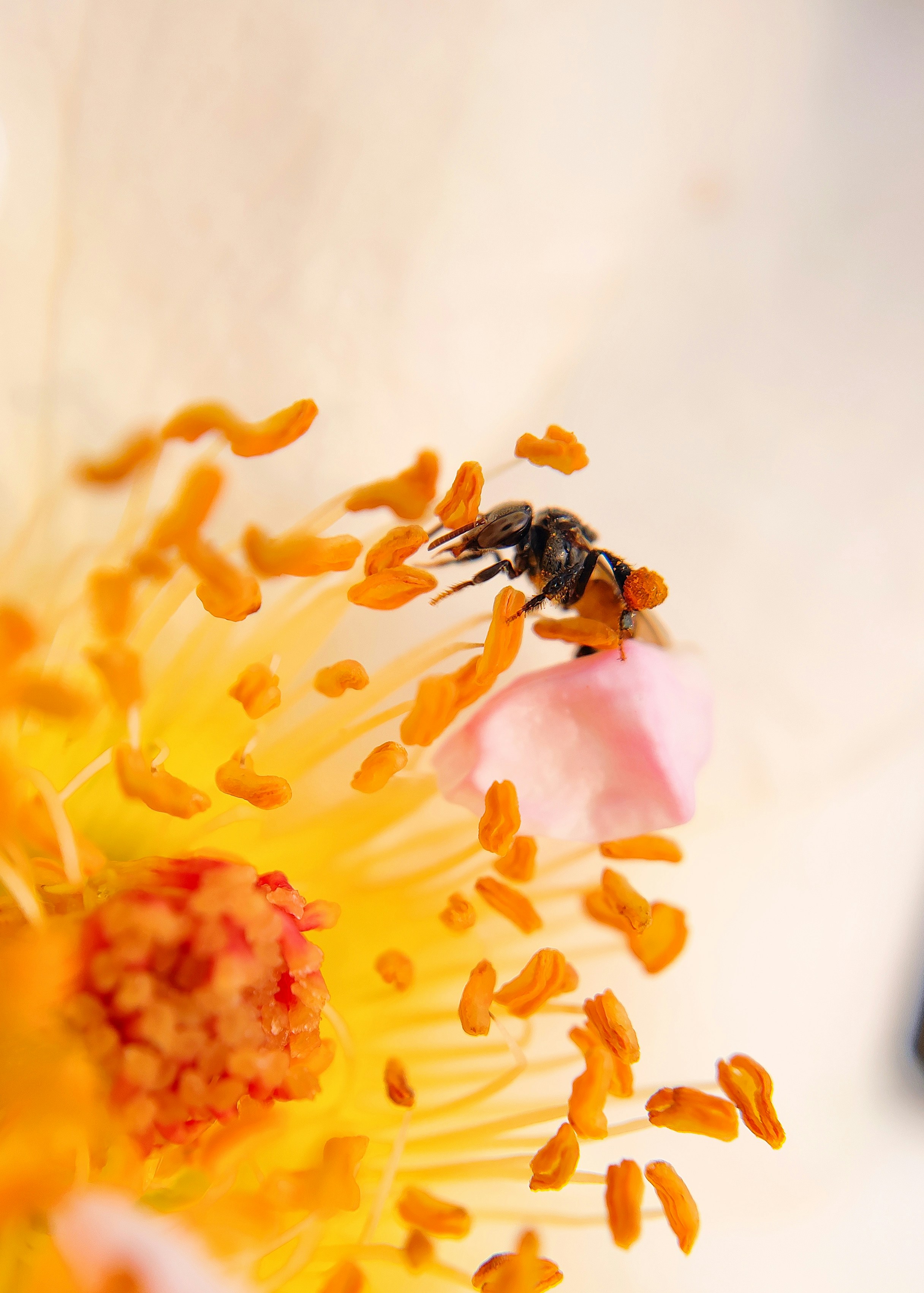 Bee on a sunlit stamen: a micro moment in a pale bloom