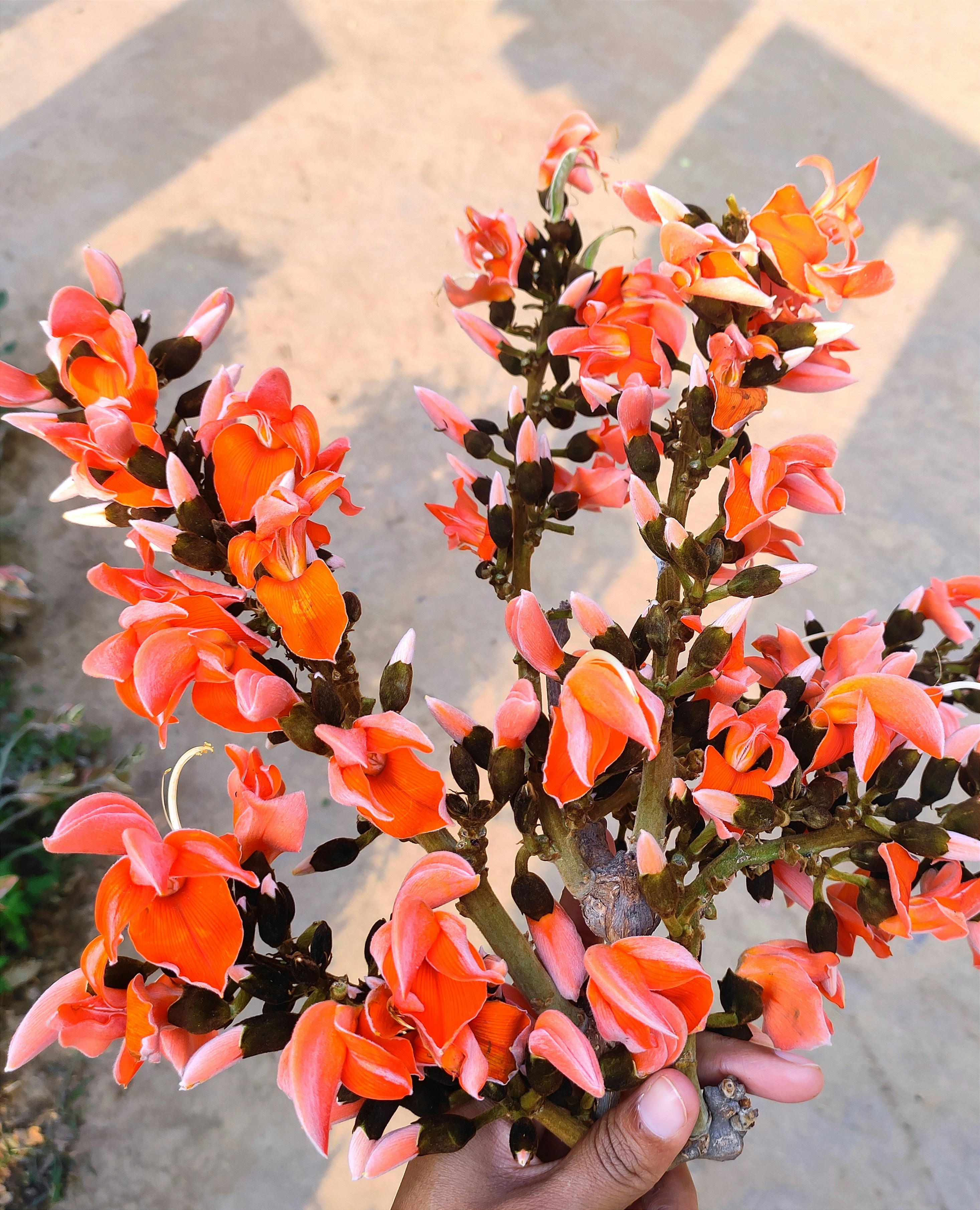 Handful of Orange Torch Blooms: Sunlit Petal Textures in Close Focus