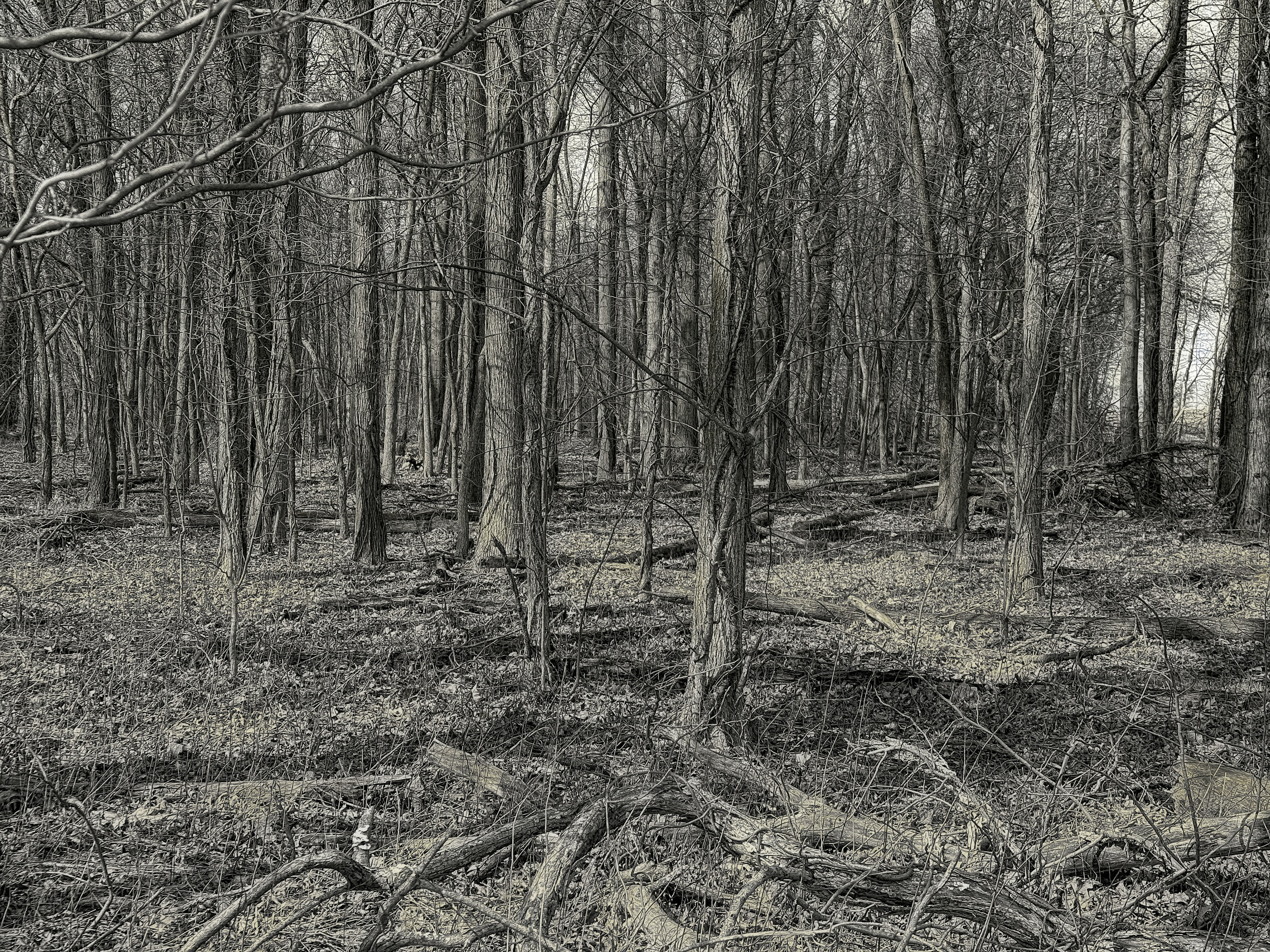 Ghost Trunk Alley: A Monochrome Woodland Study